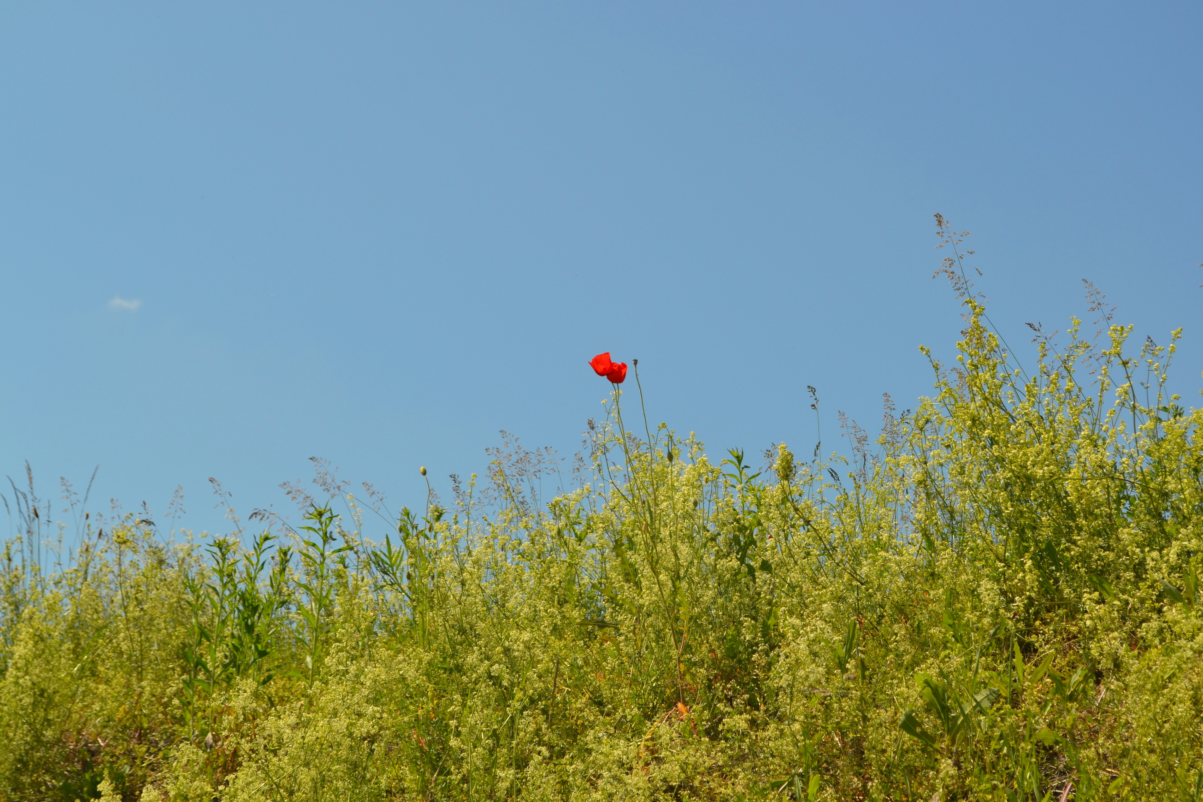 A single red poppy crowns a sea of green in a sunlit field