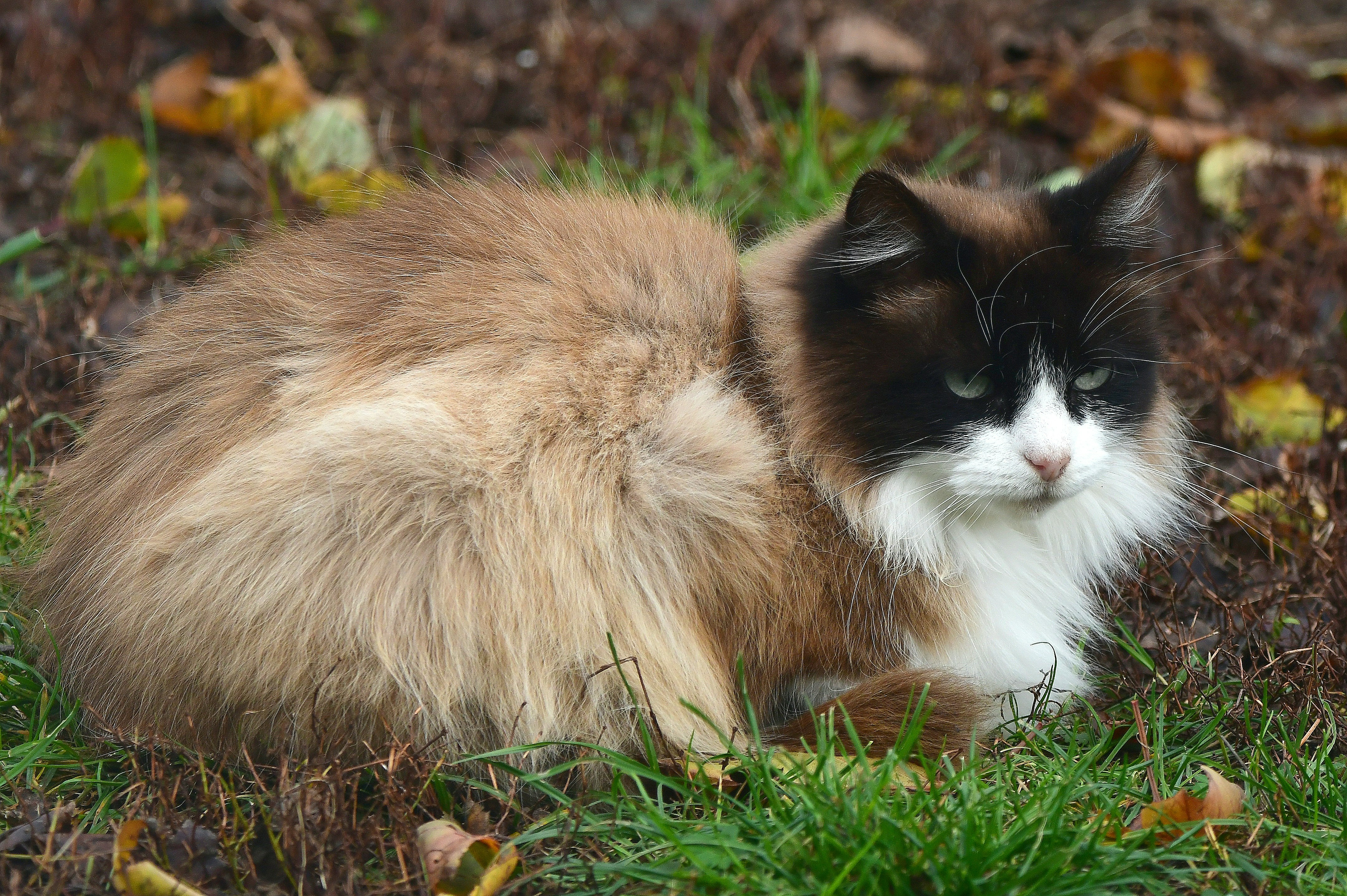 Low Grass, Looming Feline: A Fluffy Cat at Rest