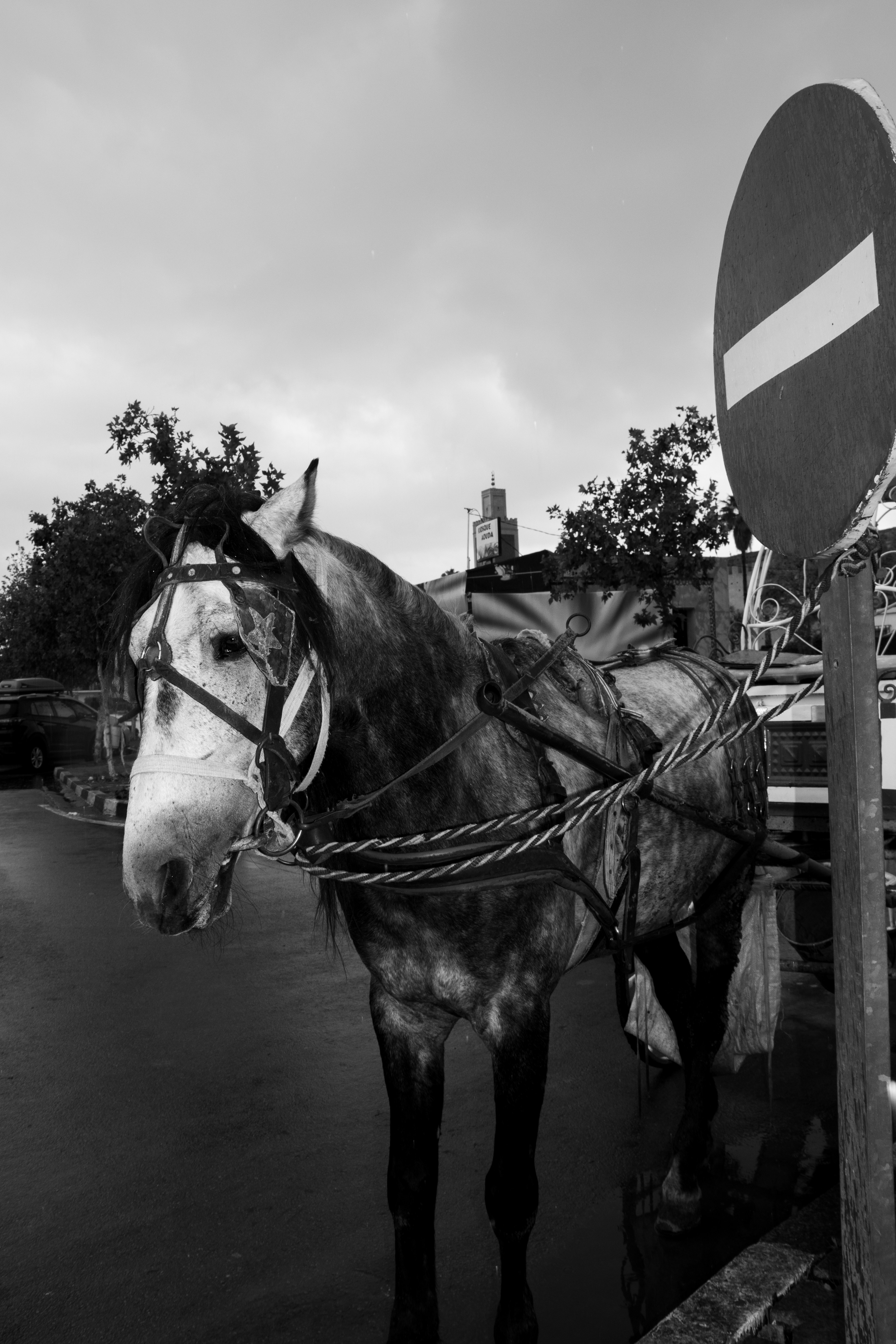 Harnessed Stature: A Street Pony Beside a No-Entry Sign
