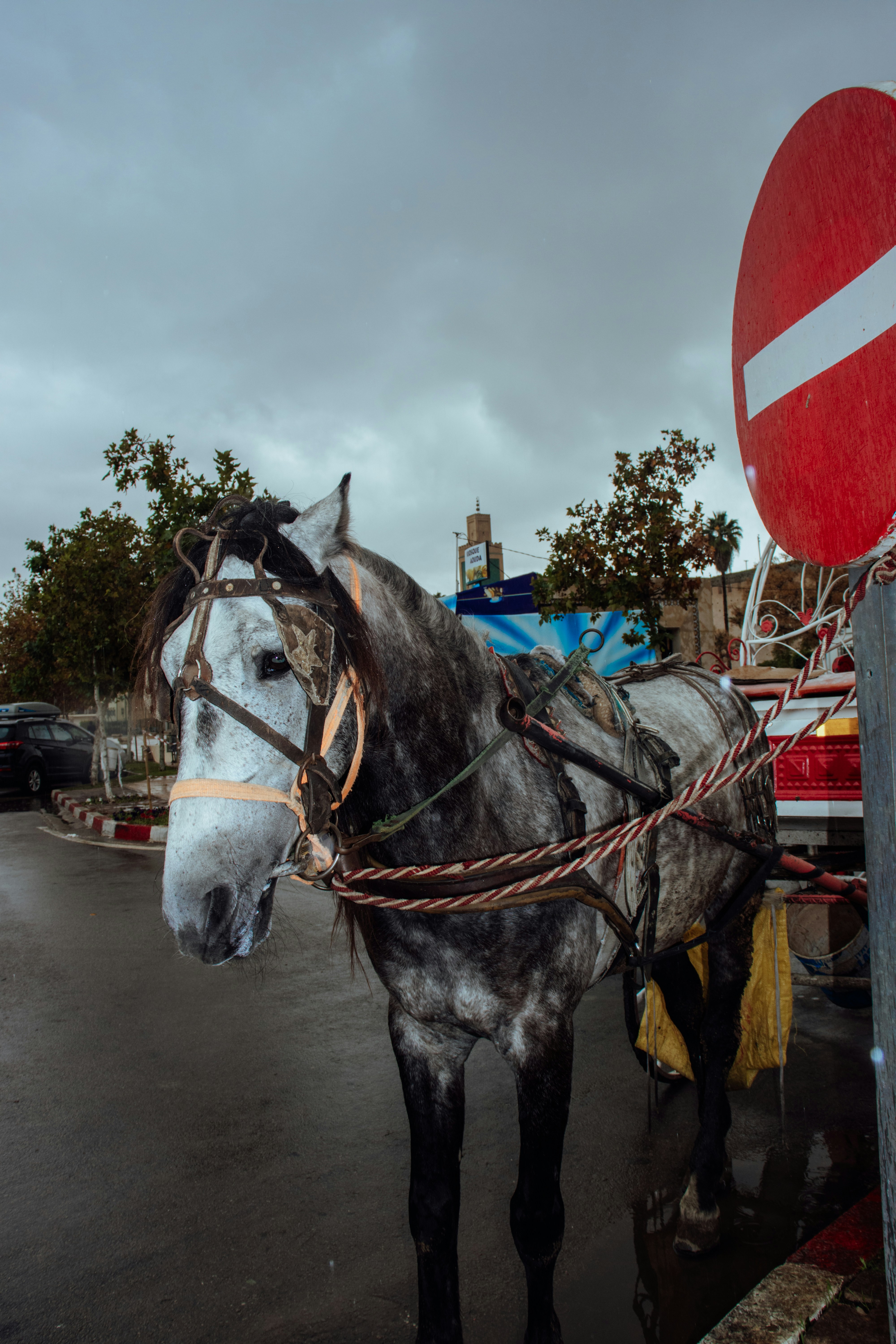 Tow-Driven Grey: A Streetfront Horse Under Grey Skies