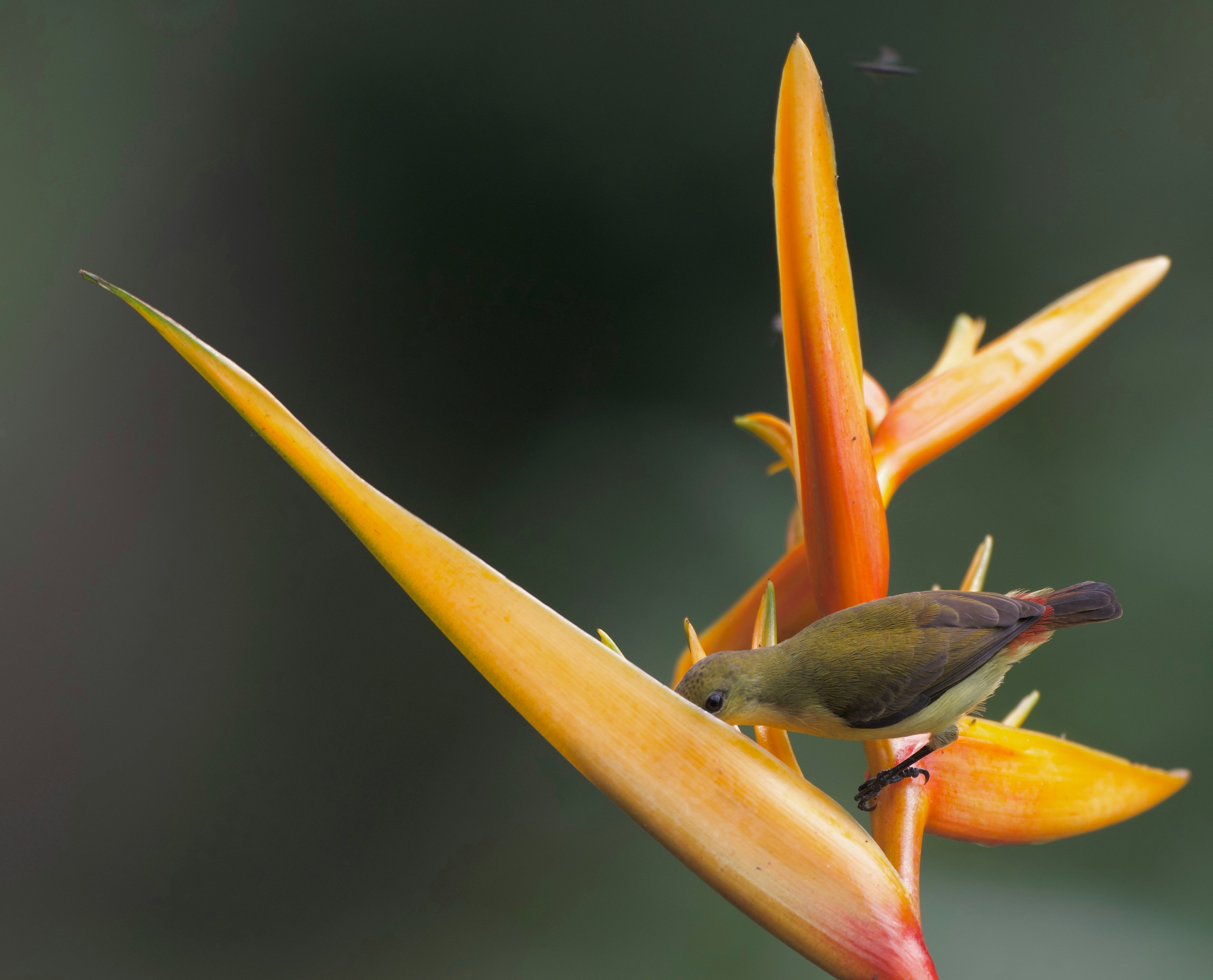 Crimson-backed sunbird ( female )