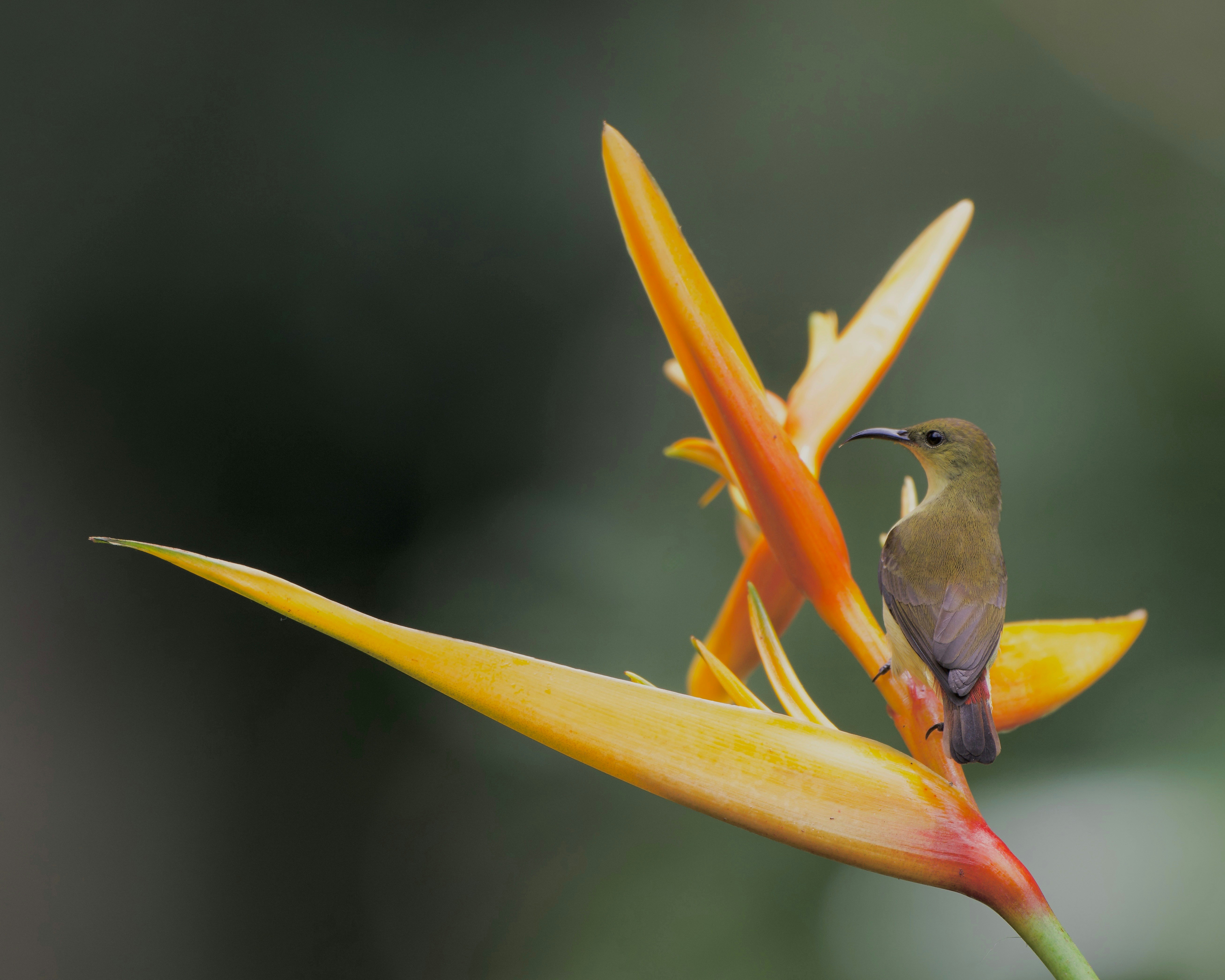 Crimson-backed sunbird ( female )