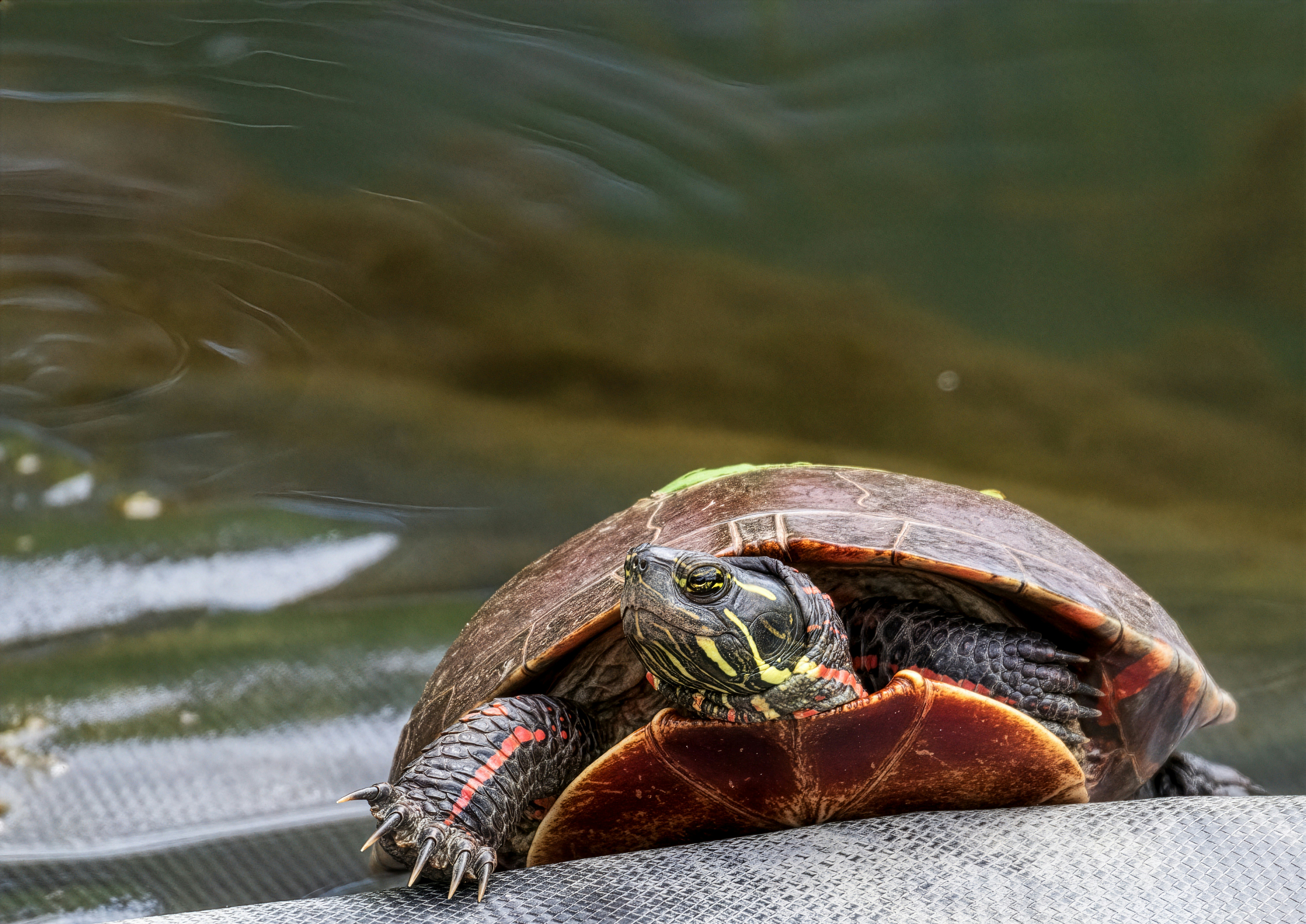 Painted Turtle