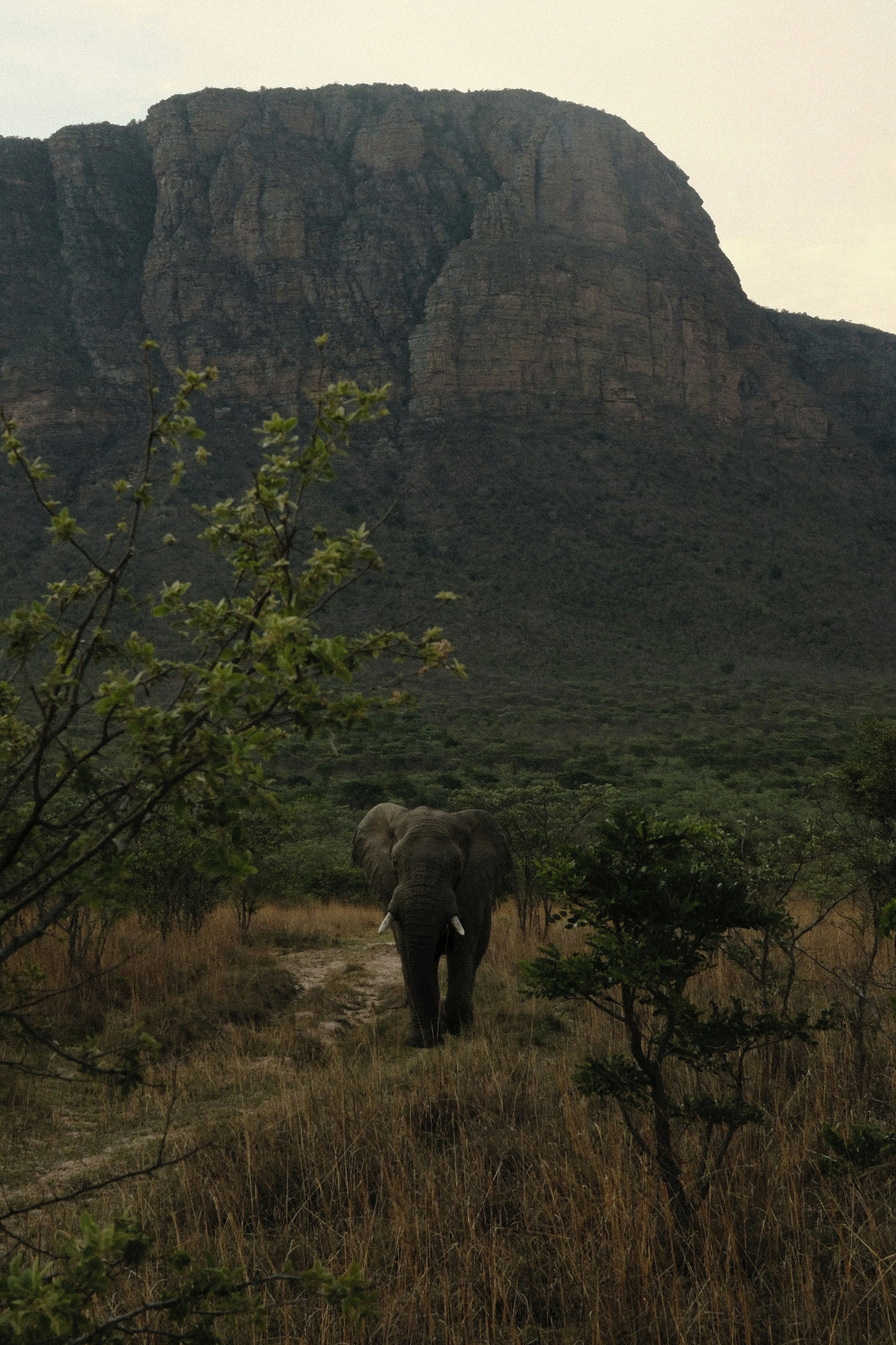 Forested Trail to the Elephant in the Valley