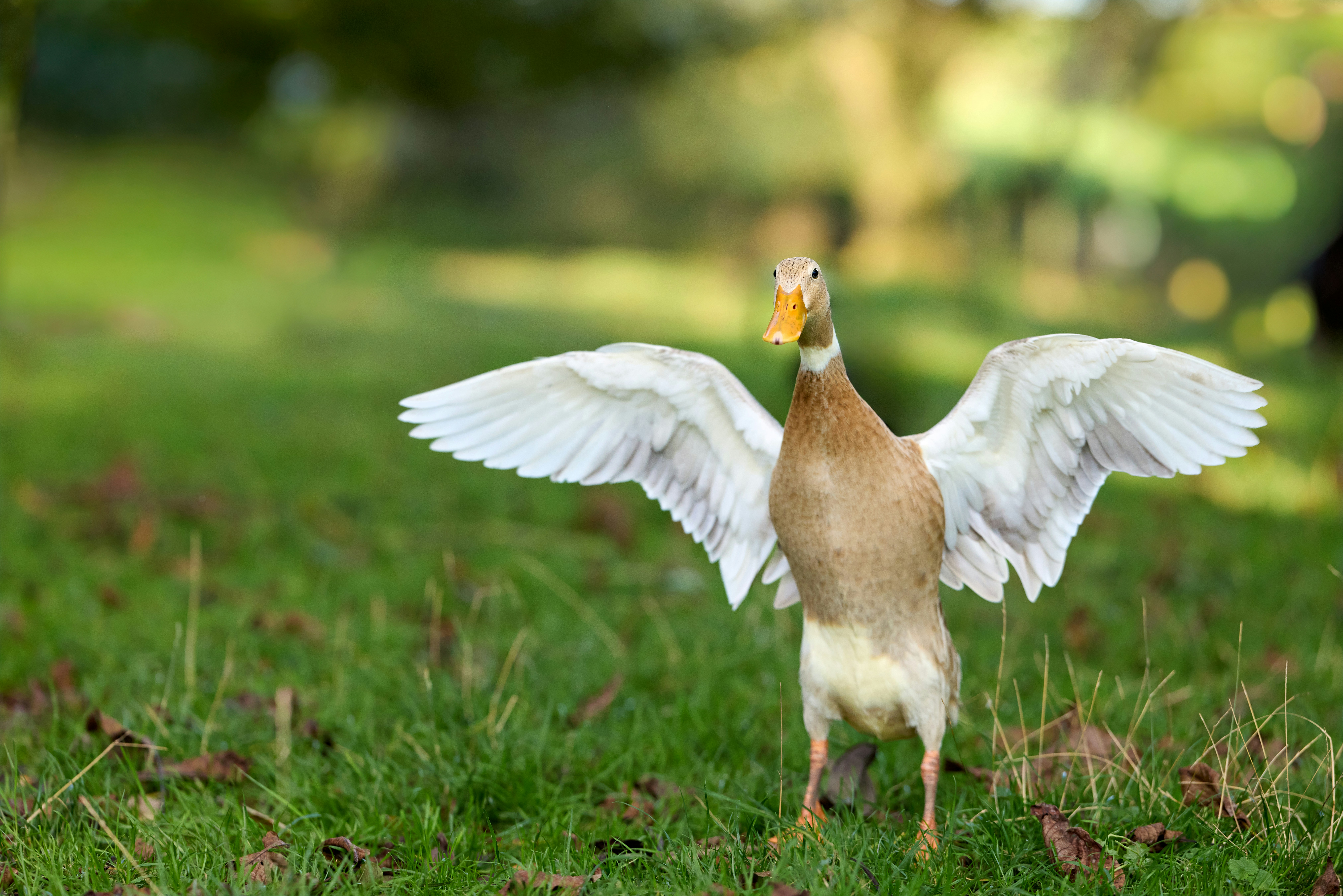 Winged Greeting: A Duck Among Green Glades