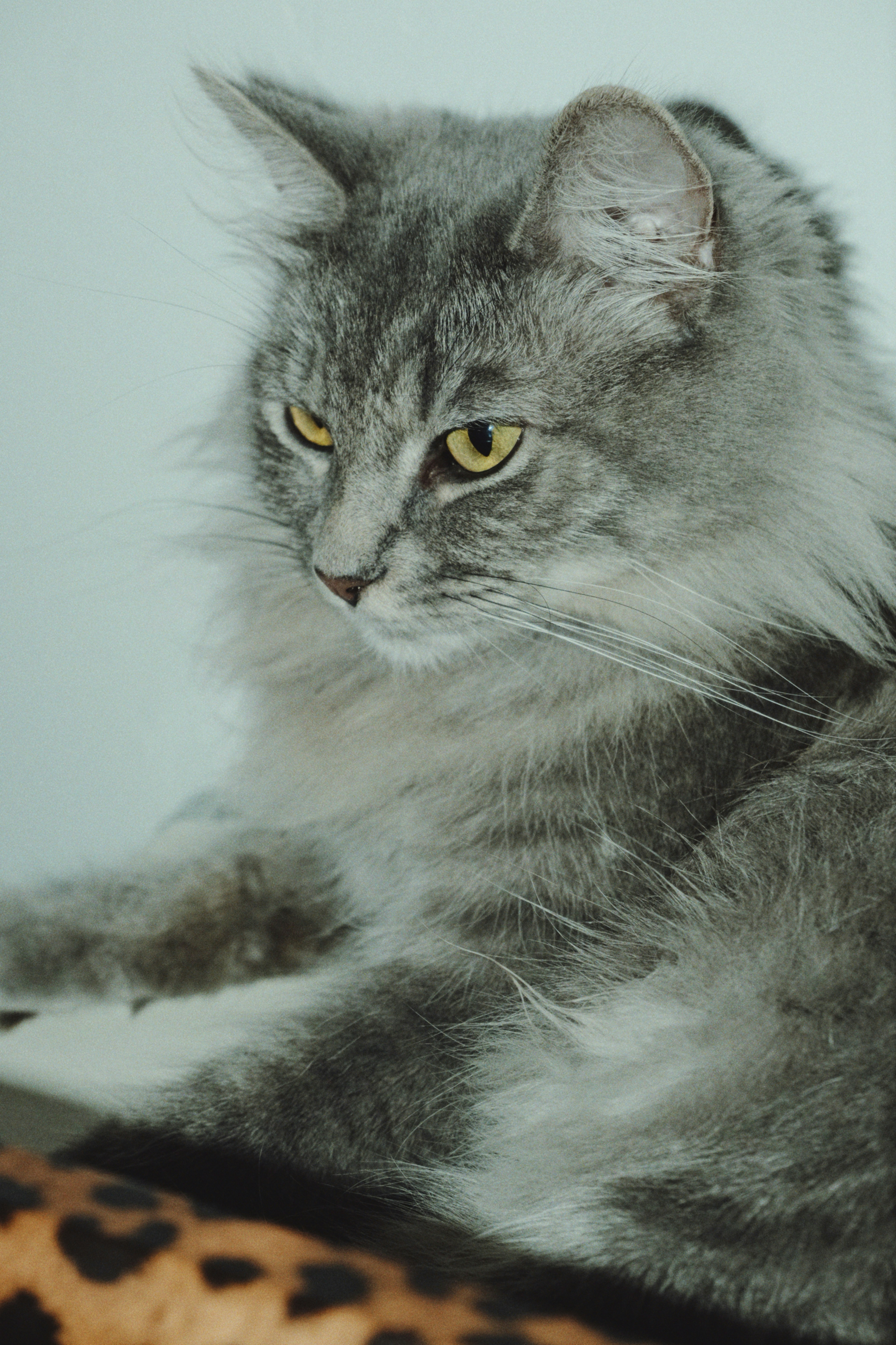 Golden Gaze: Grey Cat Retreats into Soft Light