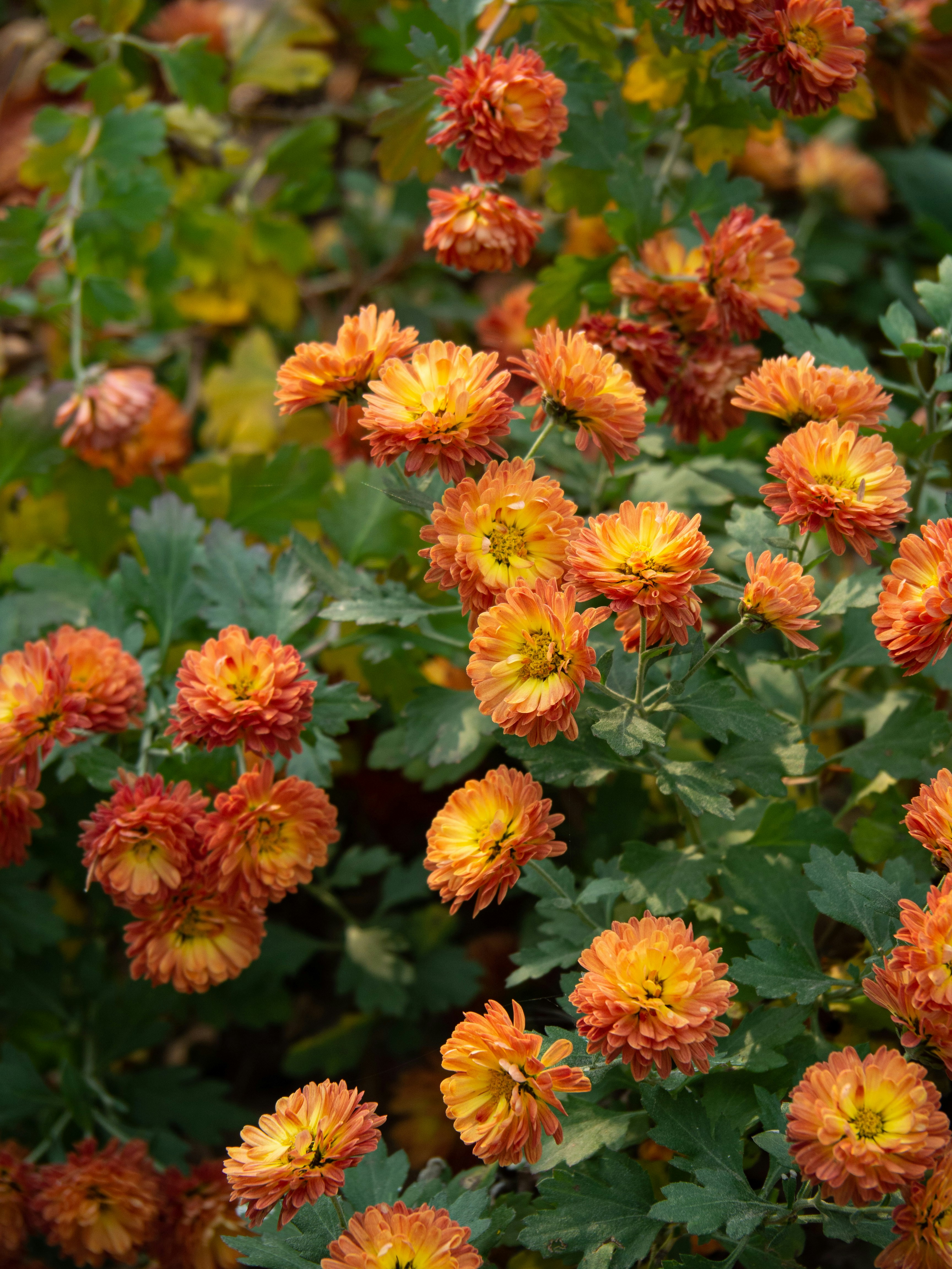 Sunlit Mounds of Orange Chrysanthemums