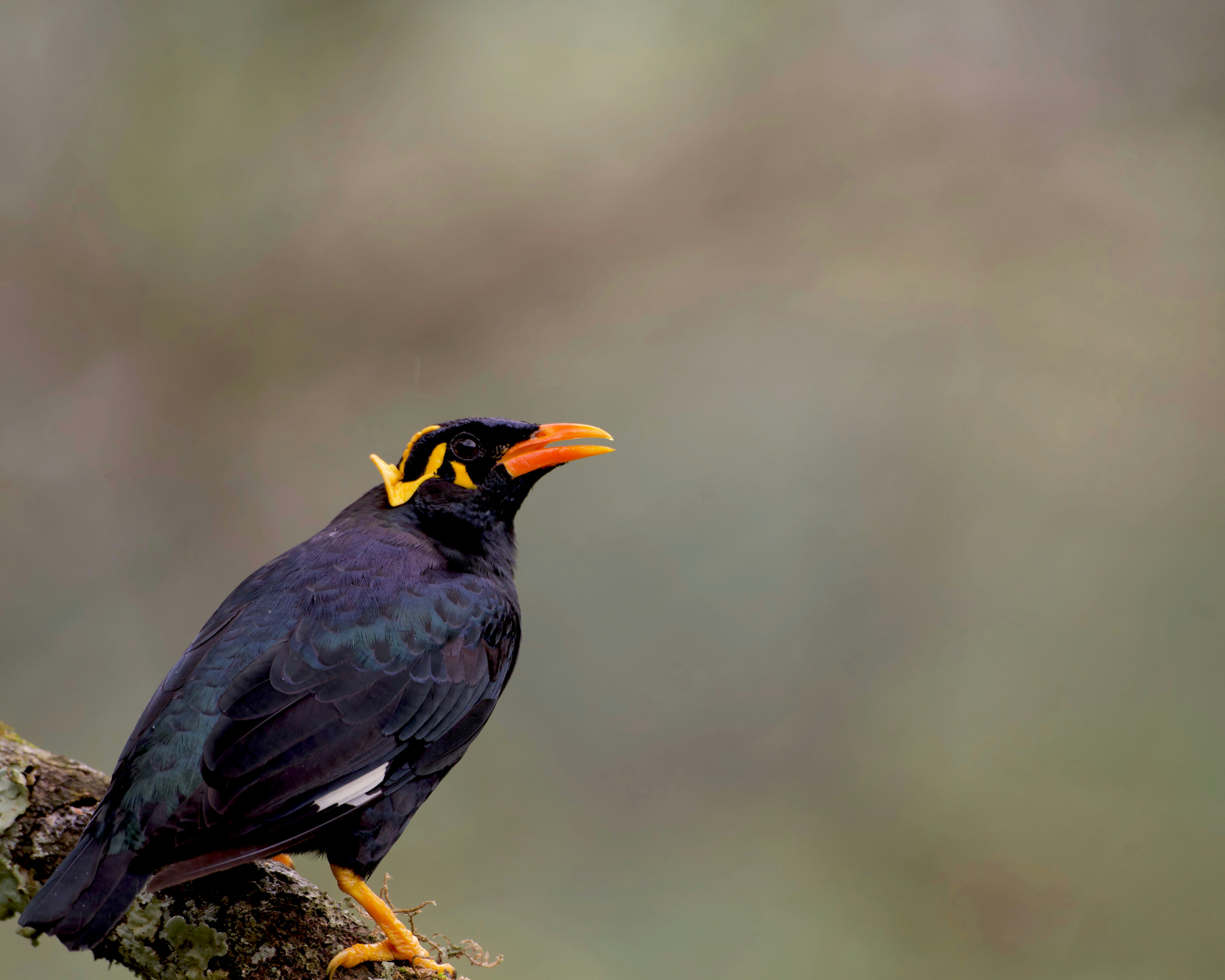 Common Hill Myna