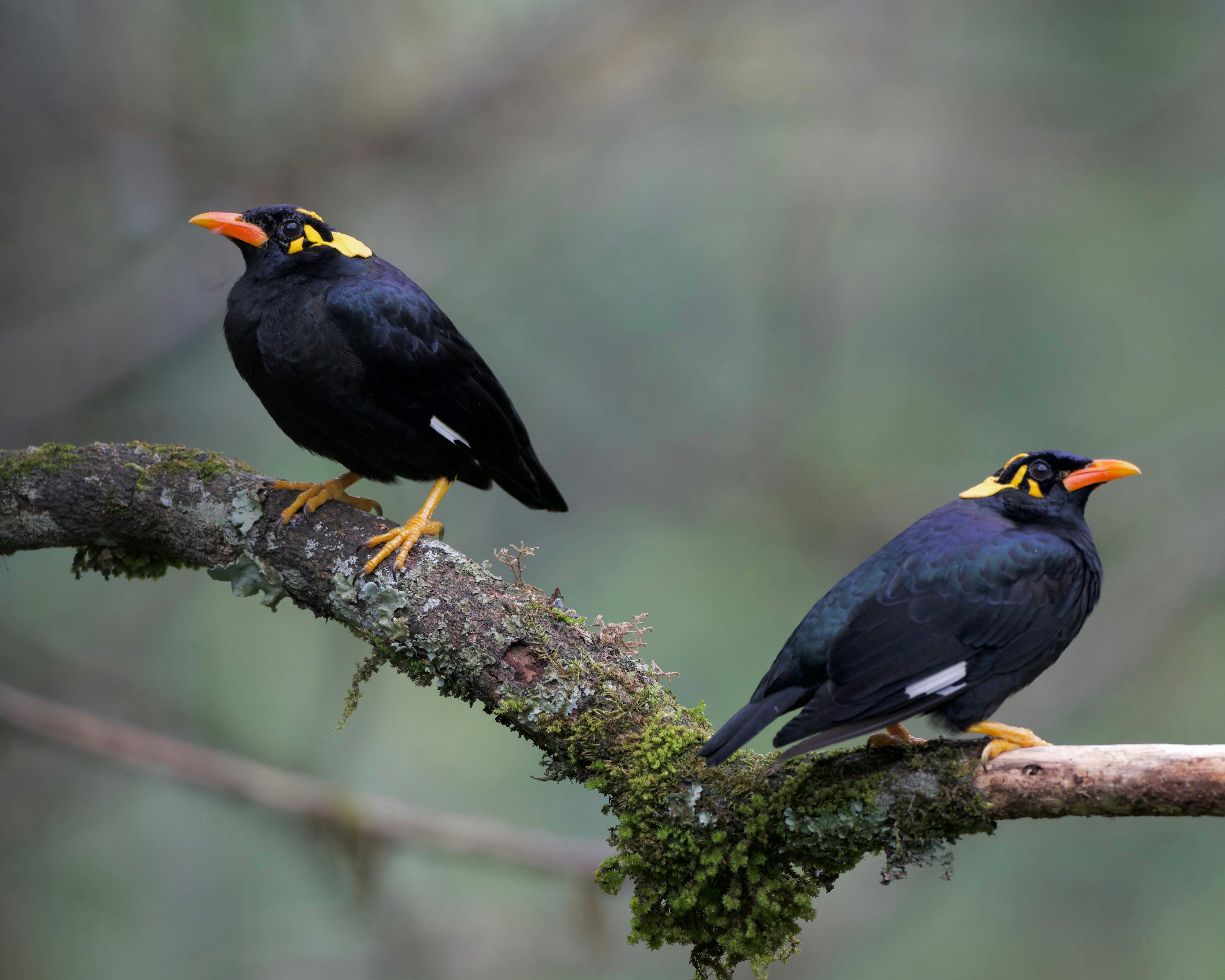 Common Hill Myna