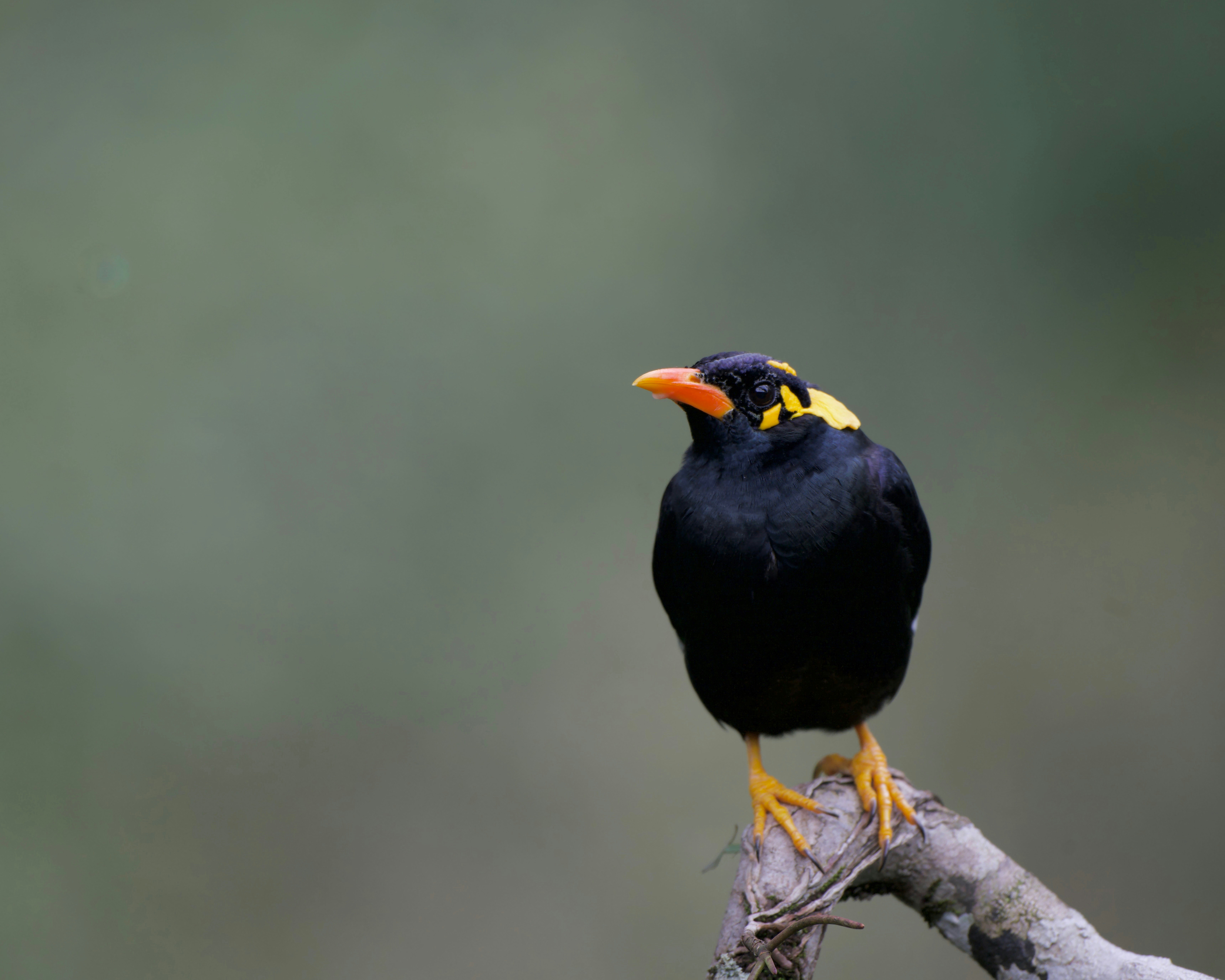 Common Hill Myna
