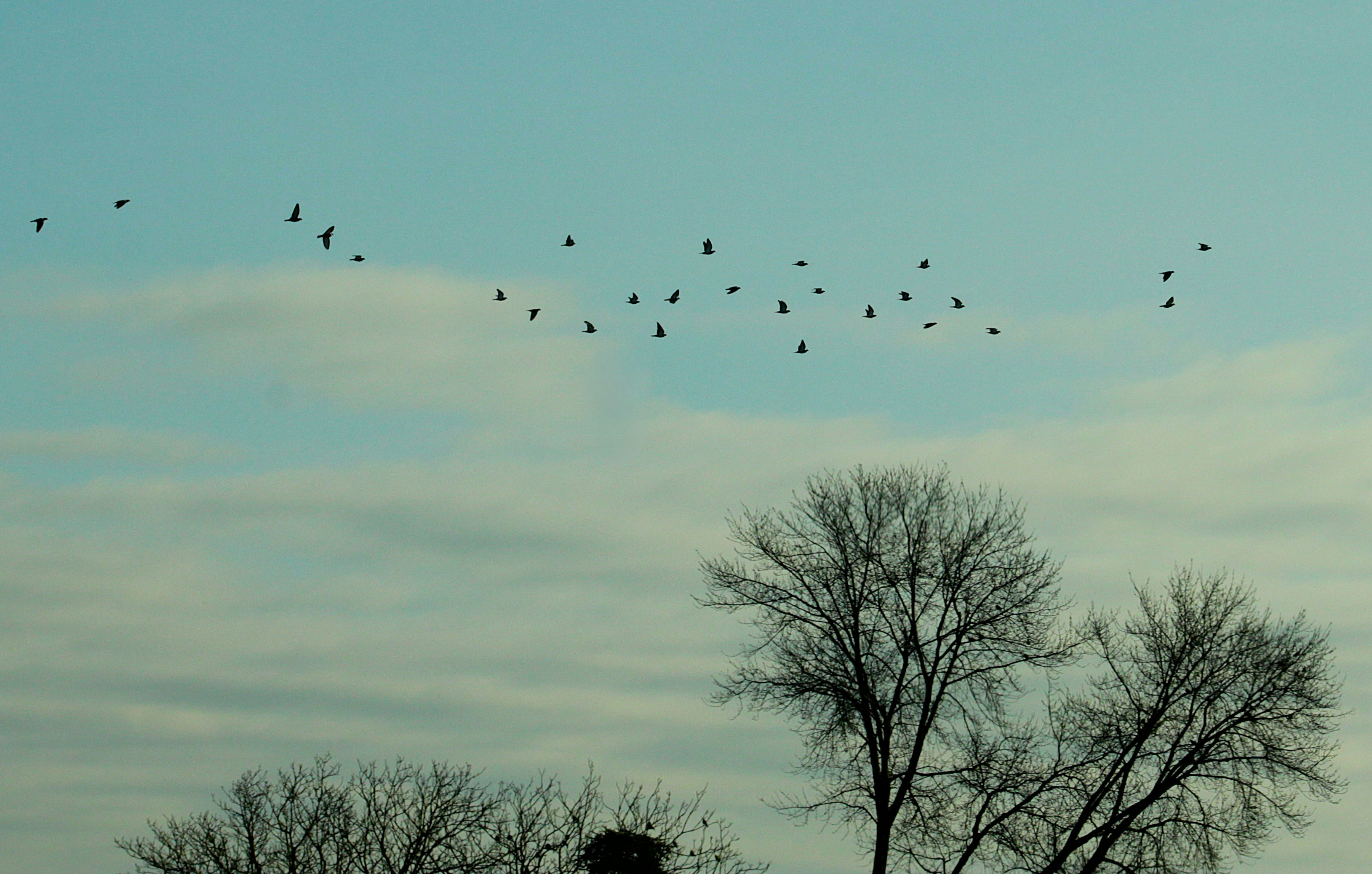 V formation at dusk: birds tracing a quiet skyline