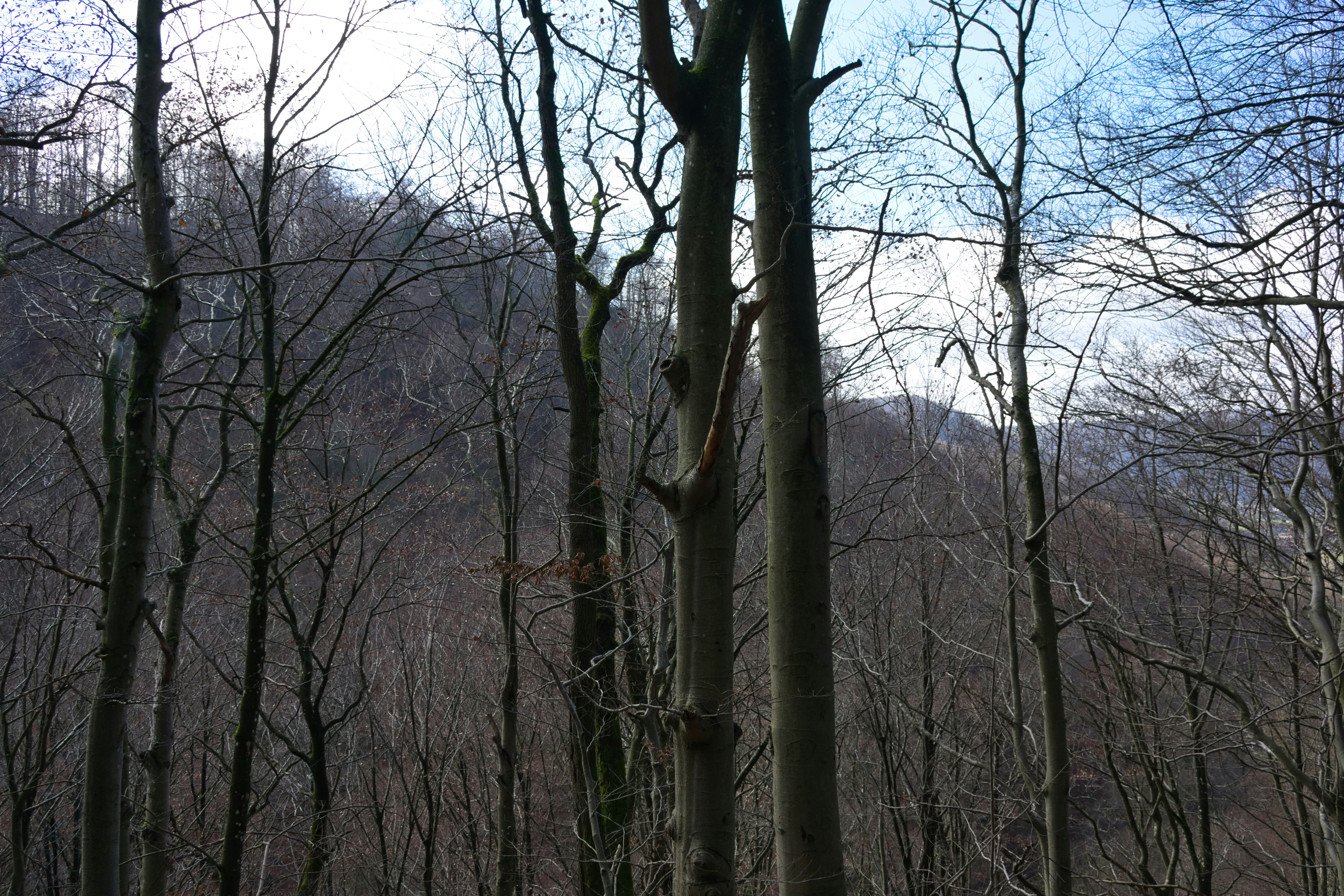 Forest Columns: A Quiet Line of Trees Reaching Toward Spring Sky