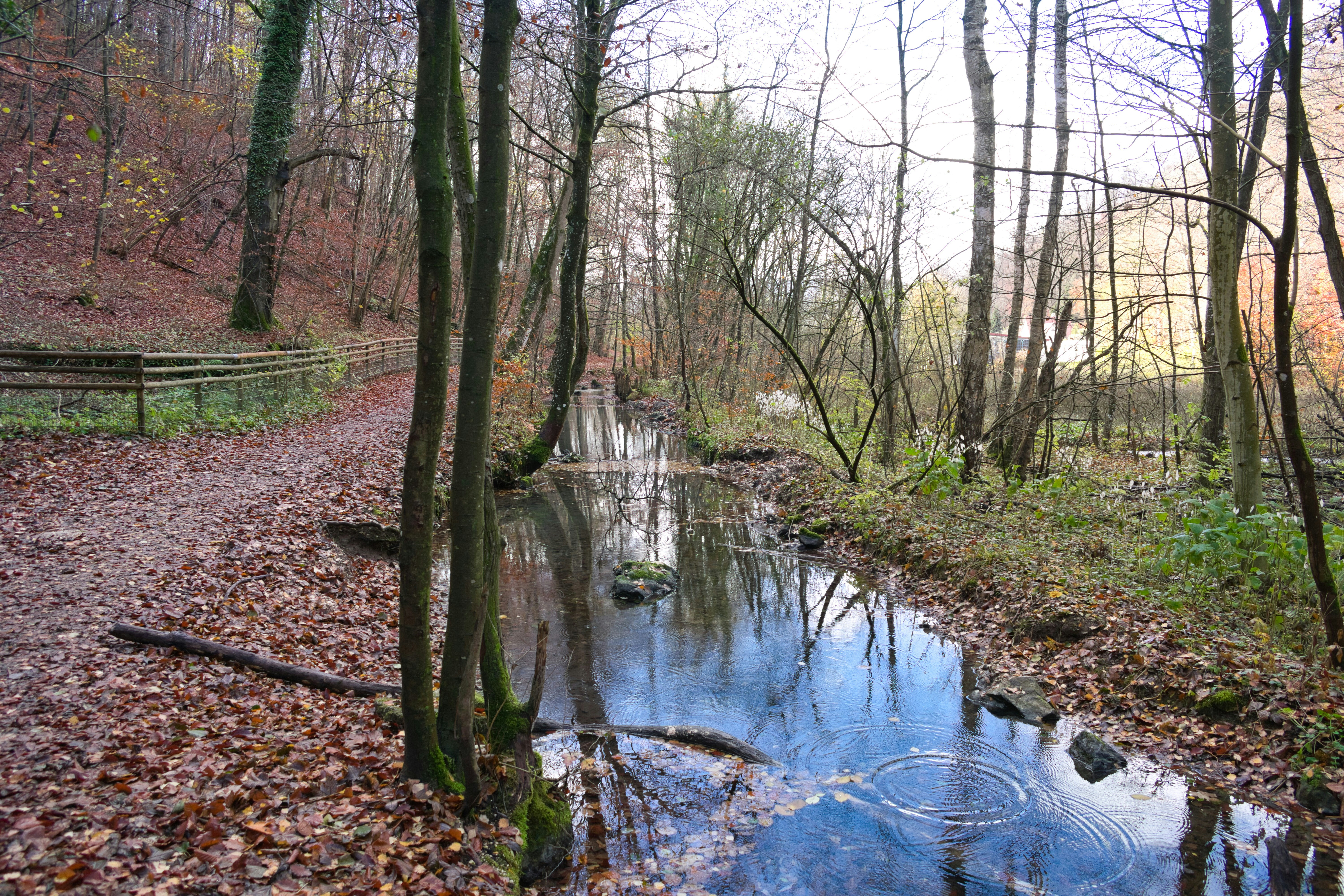 Quiet Stream Through Autumn Woods