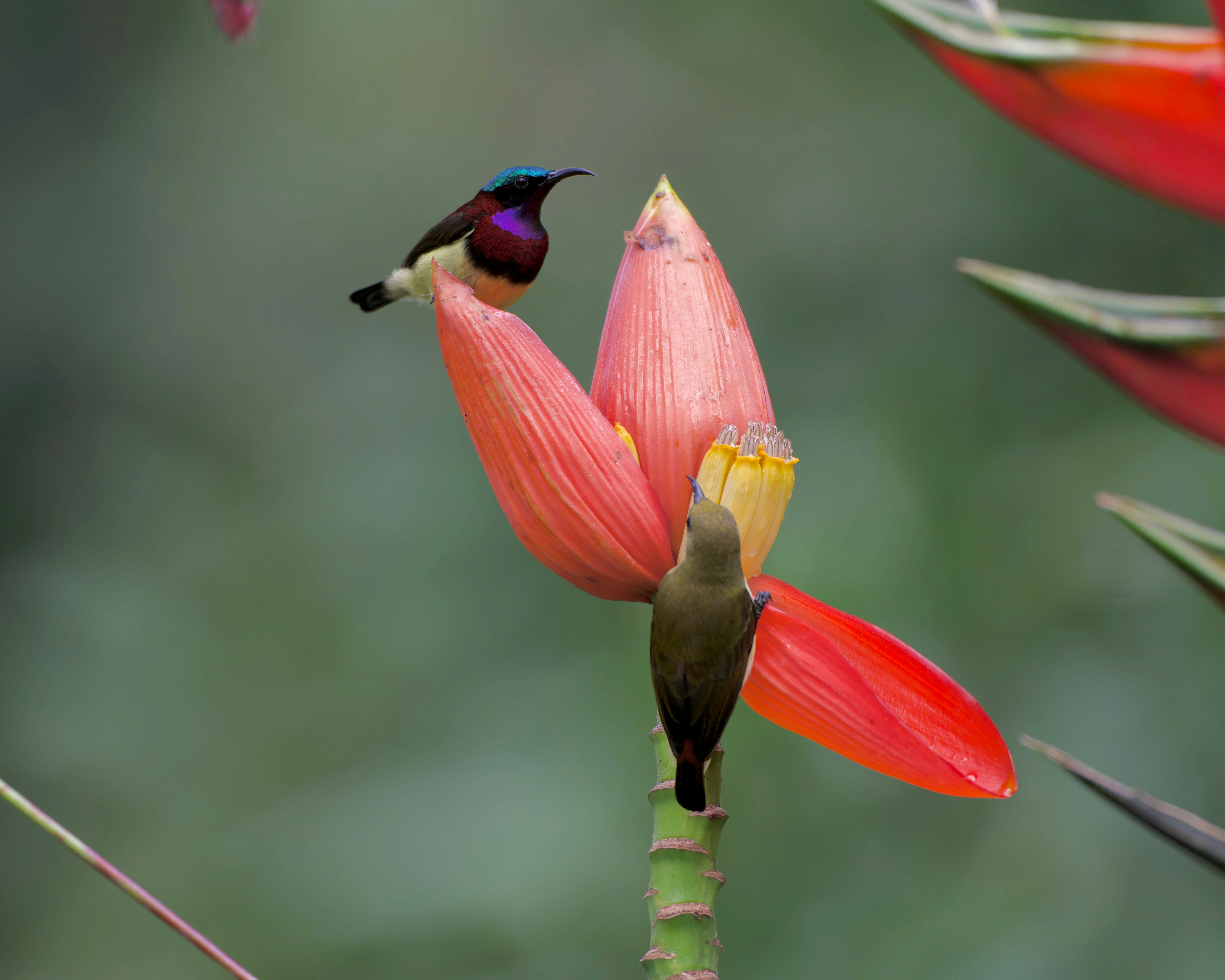 Crimson backed sunbird