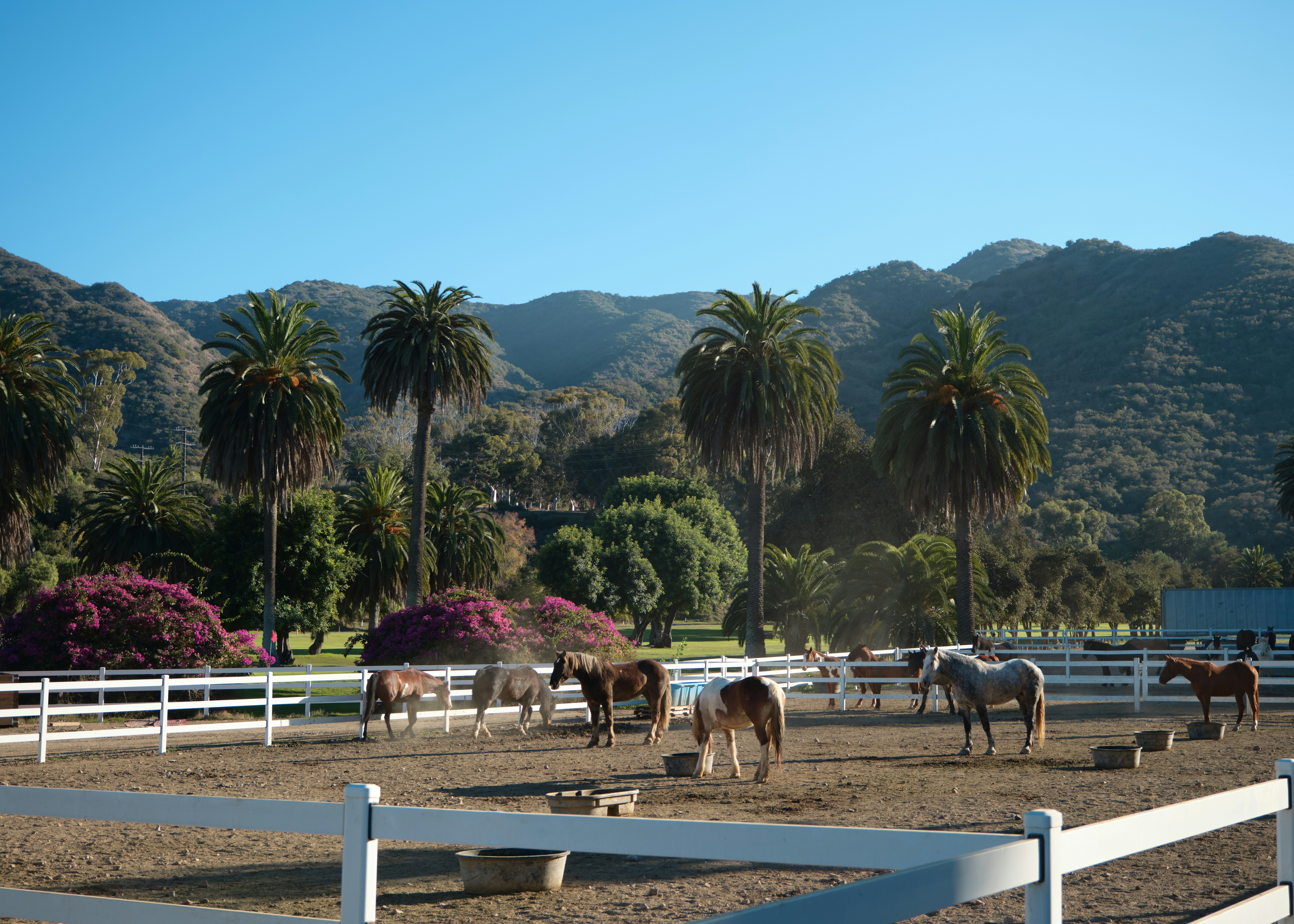 Caballos en un corral vallado con palmeras y montañas. foto – Imagen de ...