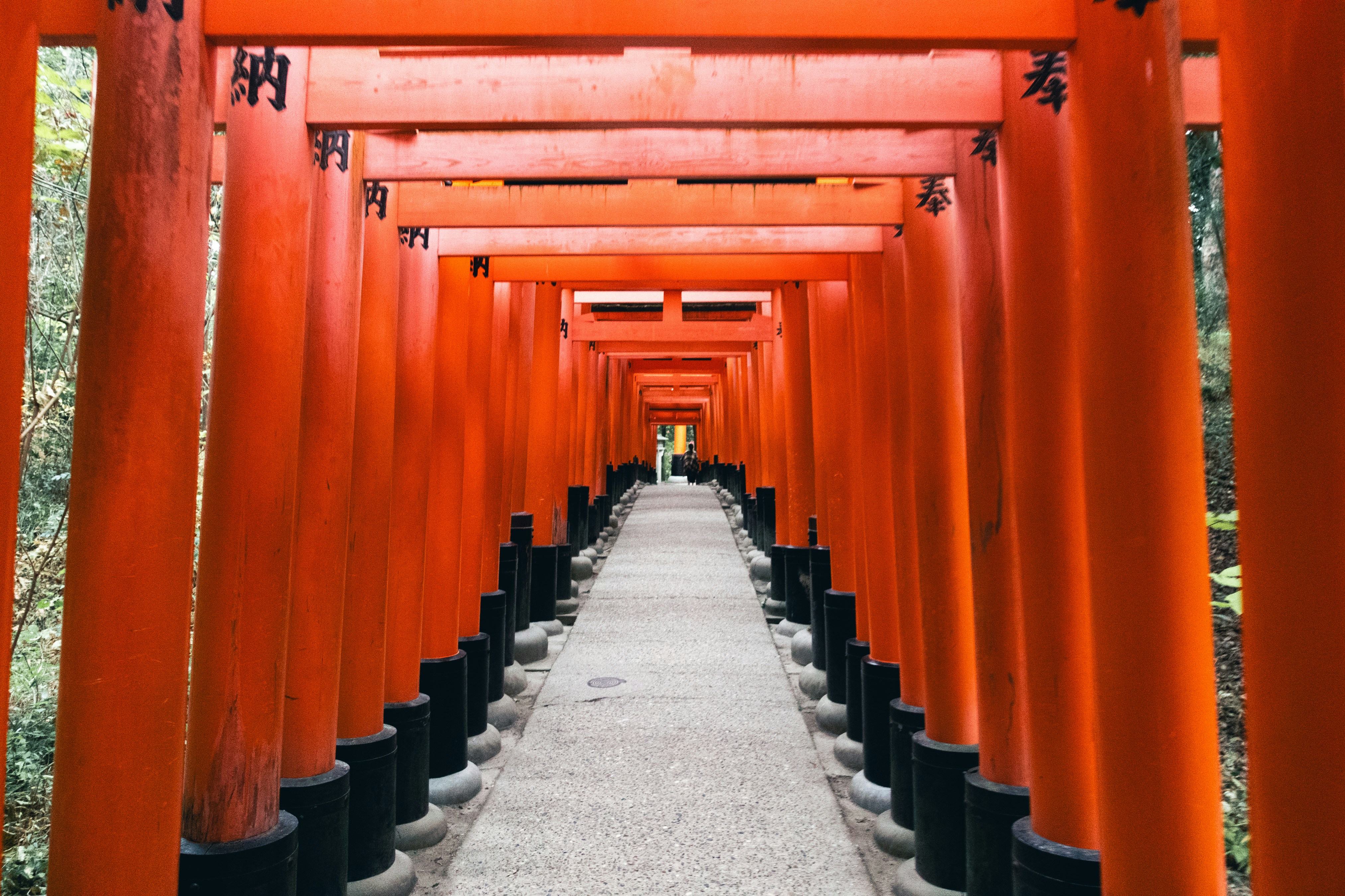 Mountainside Shinto shrine hundreds of traditional gates.
