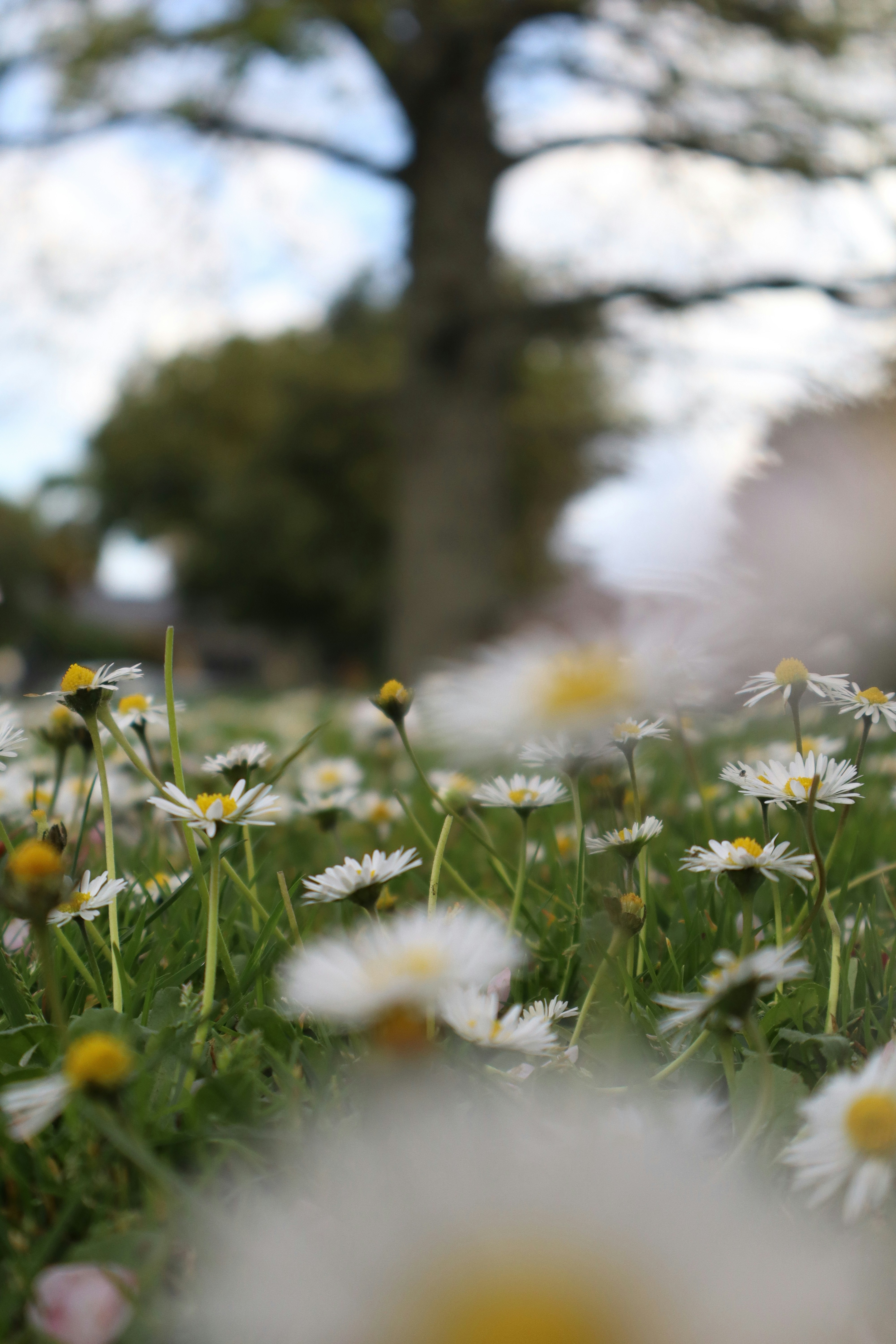 Daisy Field in Focus: Soft Foreground, Quiet Tree Backdrop