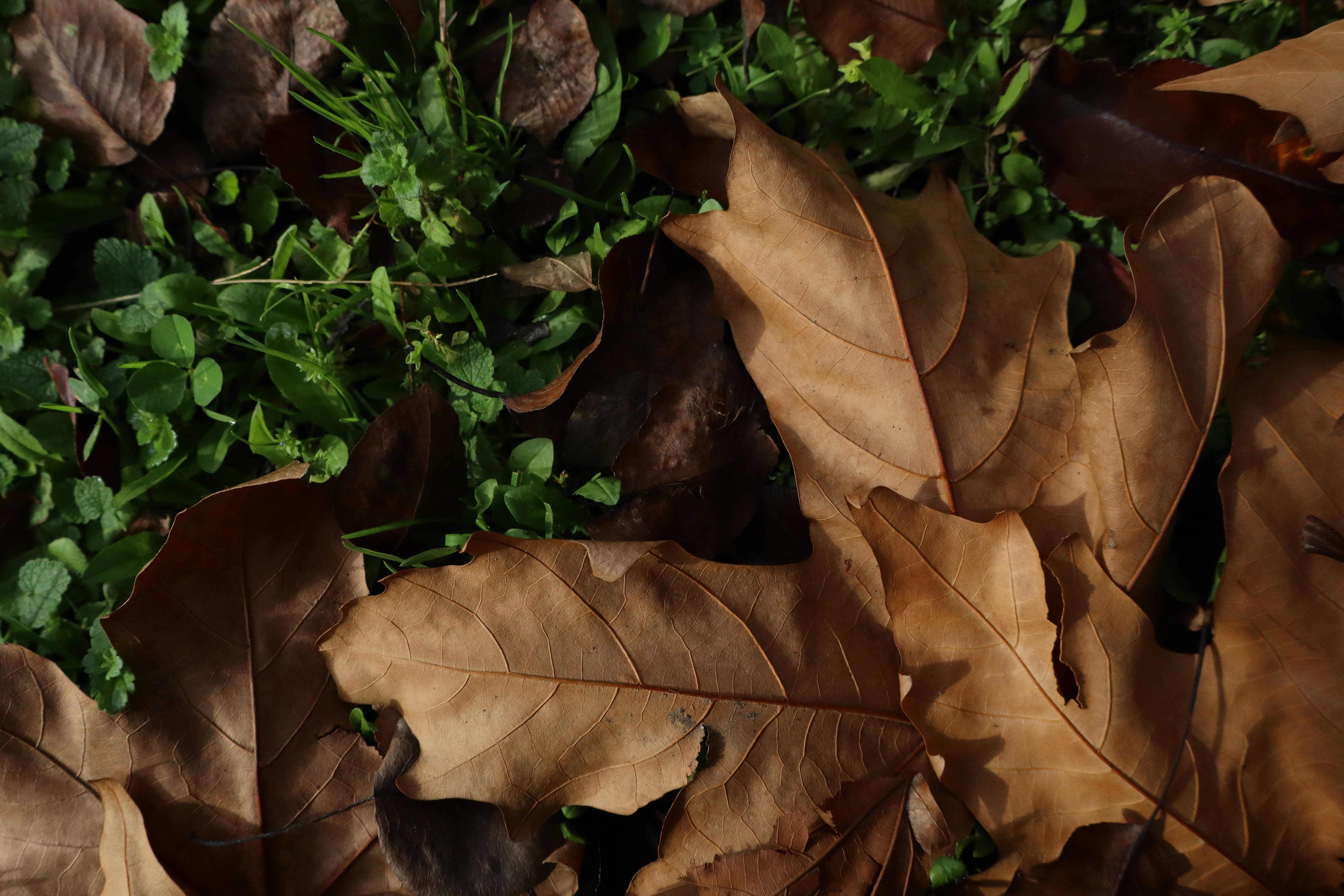 Autumn Groundscape: Brown Leaves Weaving Through Green Understory