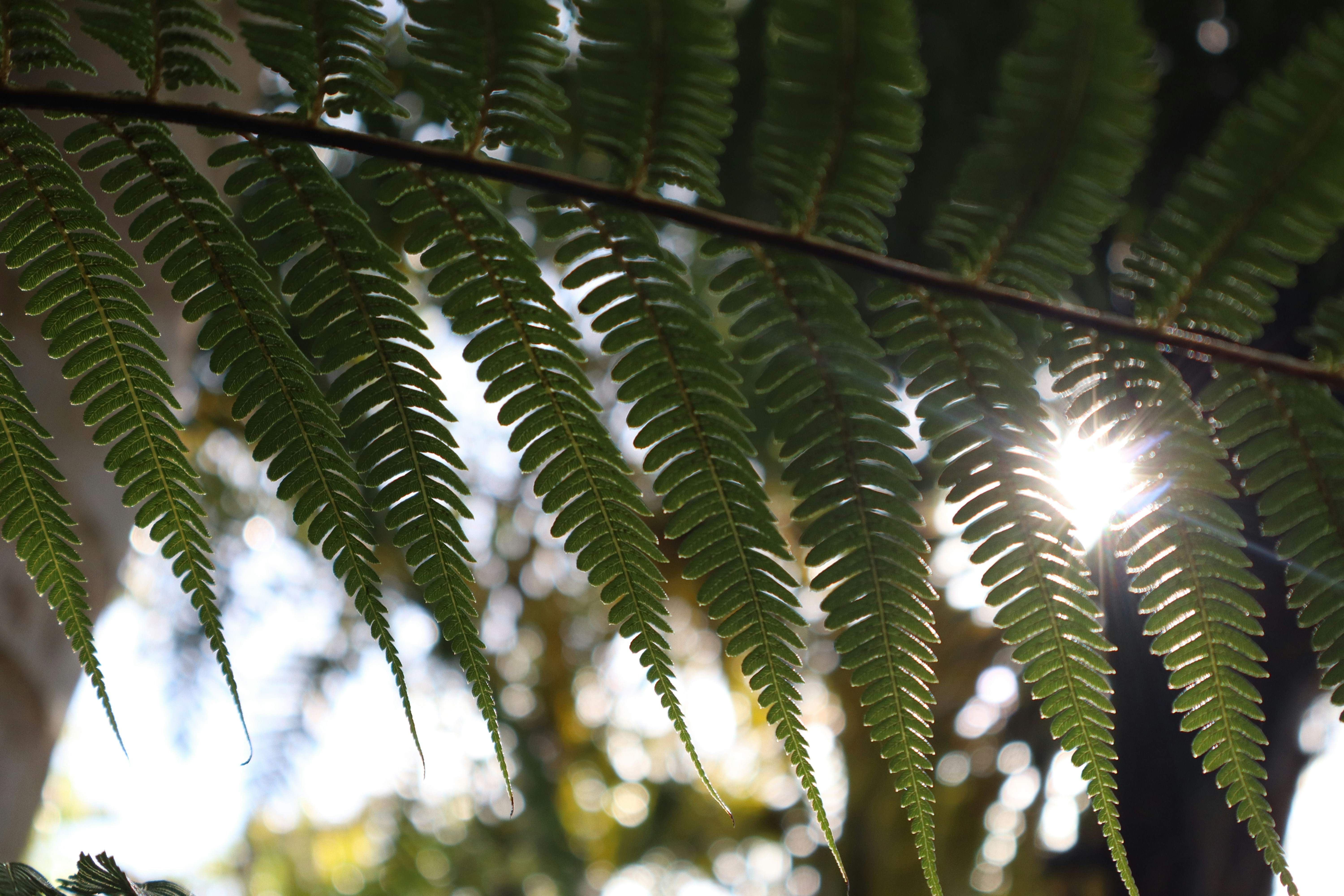 Sunlit Fern Fronds: A Delicate Glare Through Green Canopy