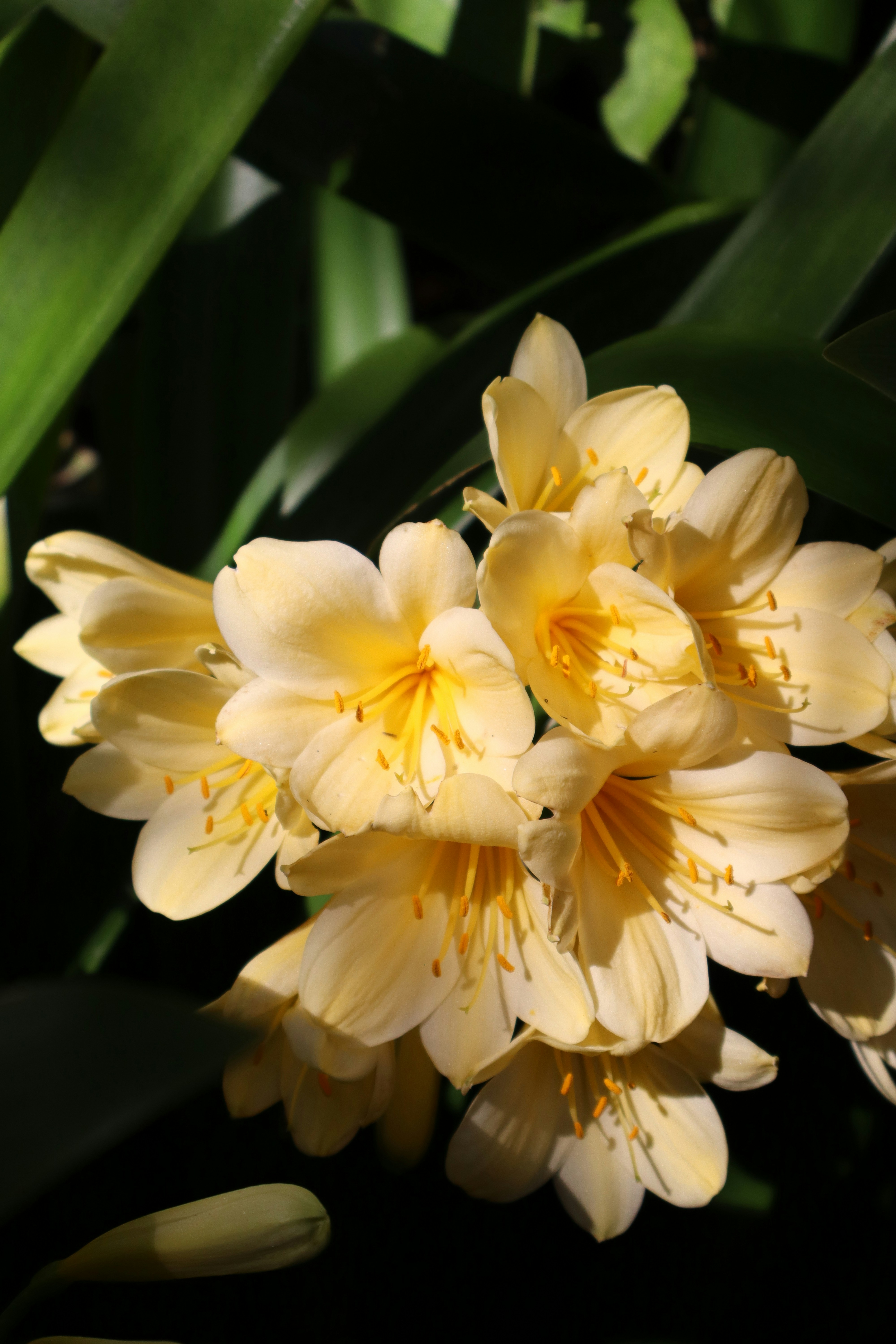 Cream-orange bloom cluster bathed in warm spotlight