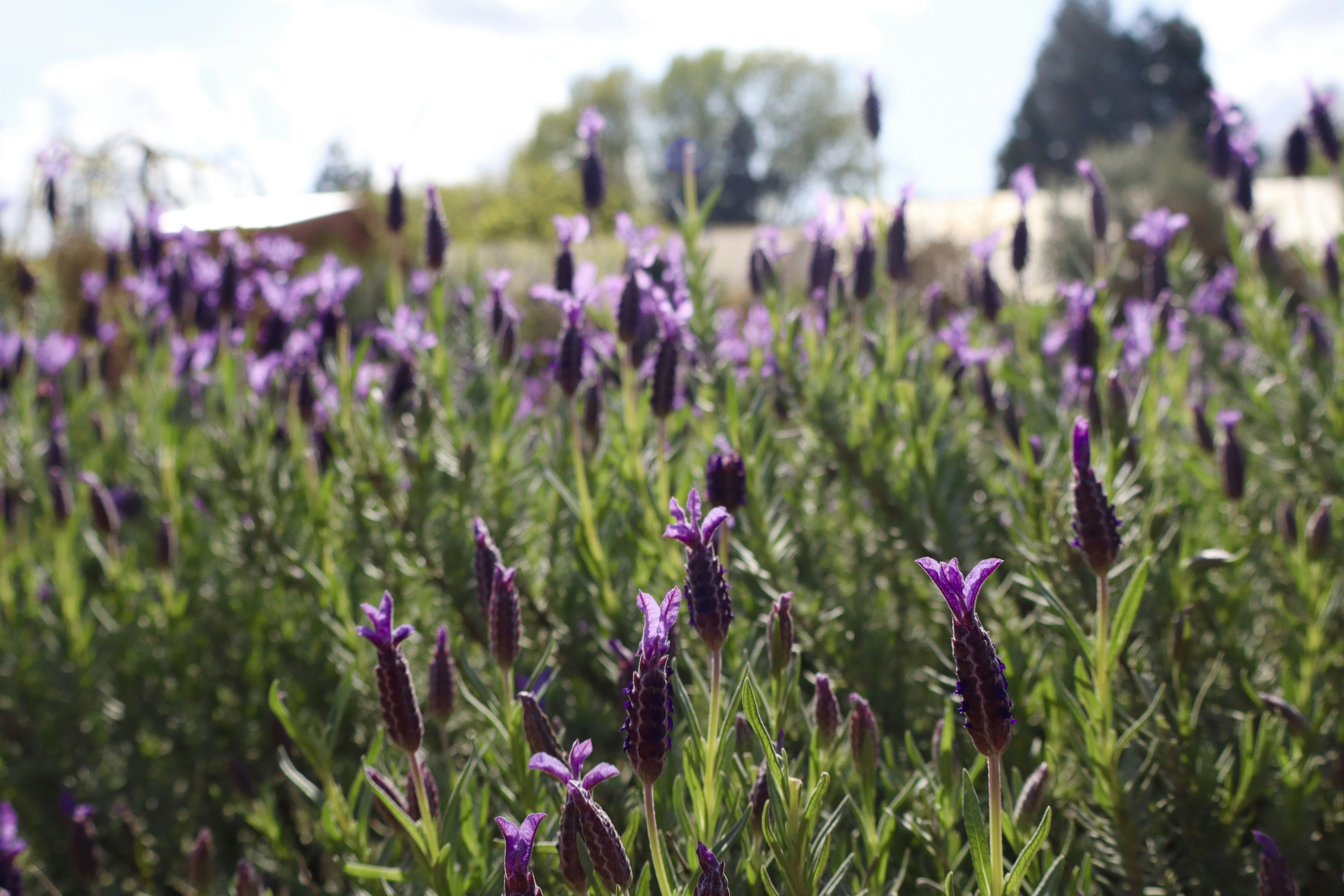 Lavender Field in Midday Glow