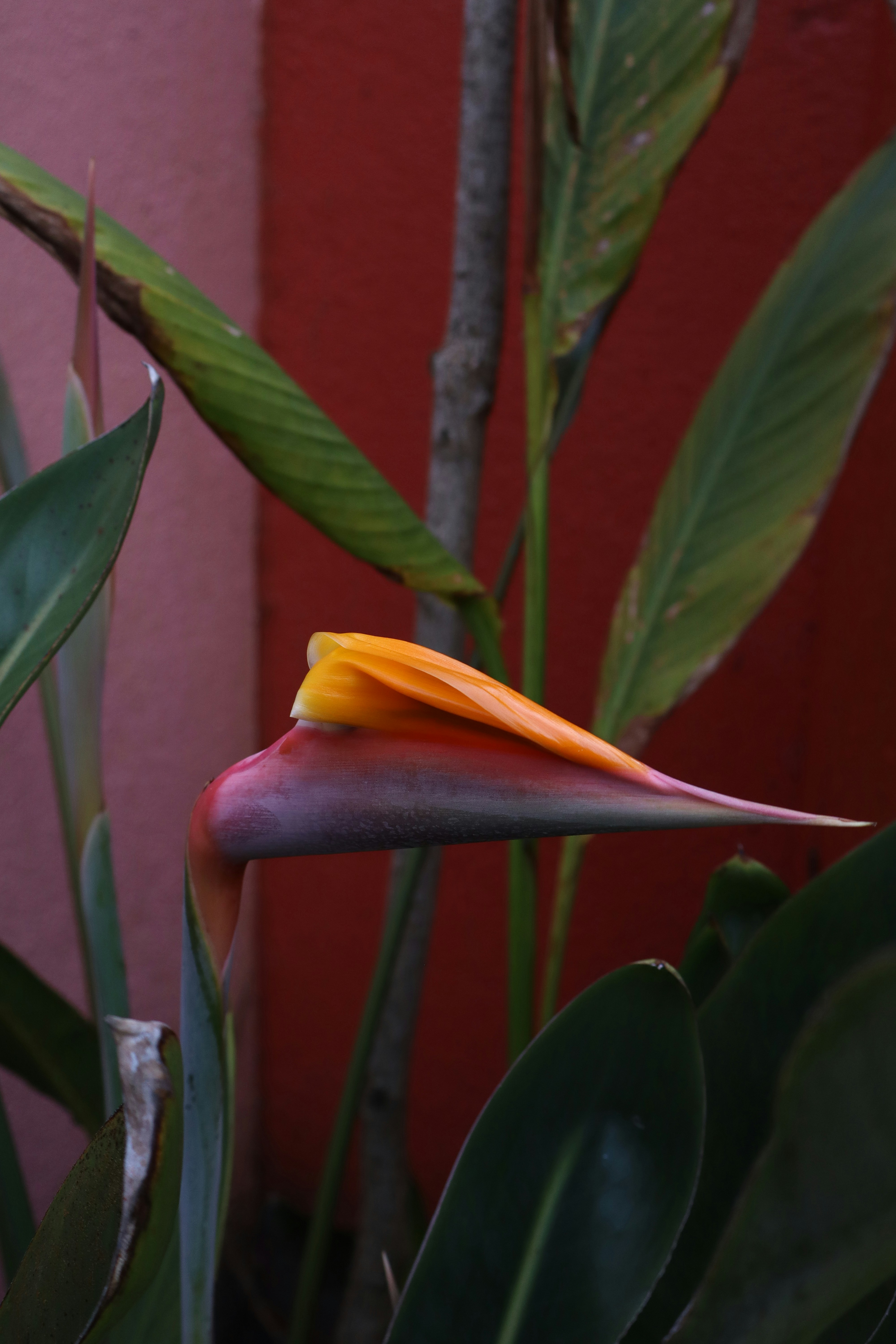 Lips of Color: The Heliconia's Quiet Bloom