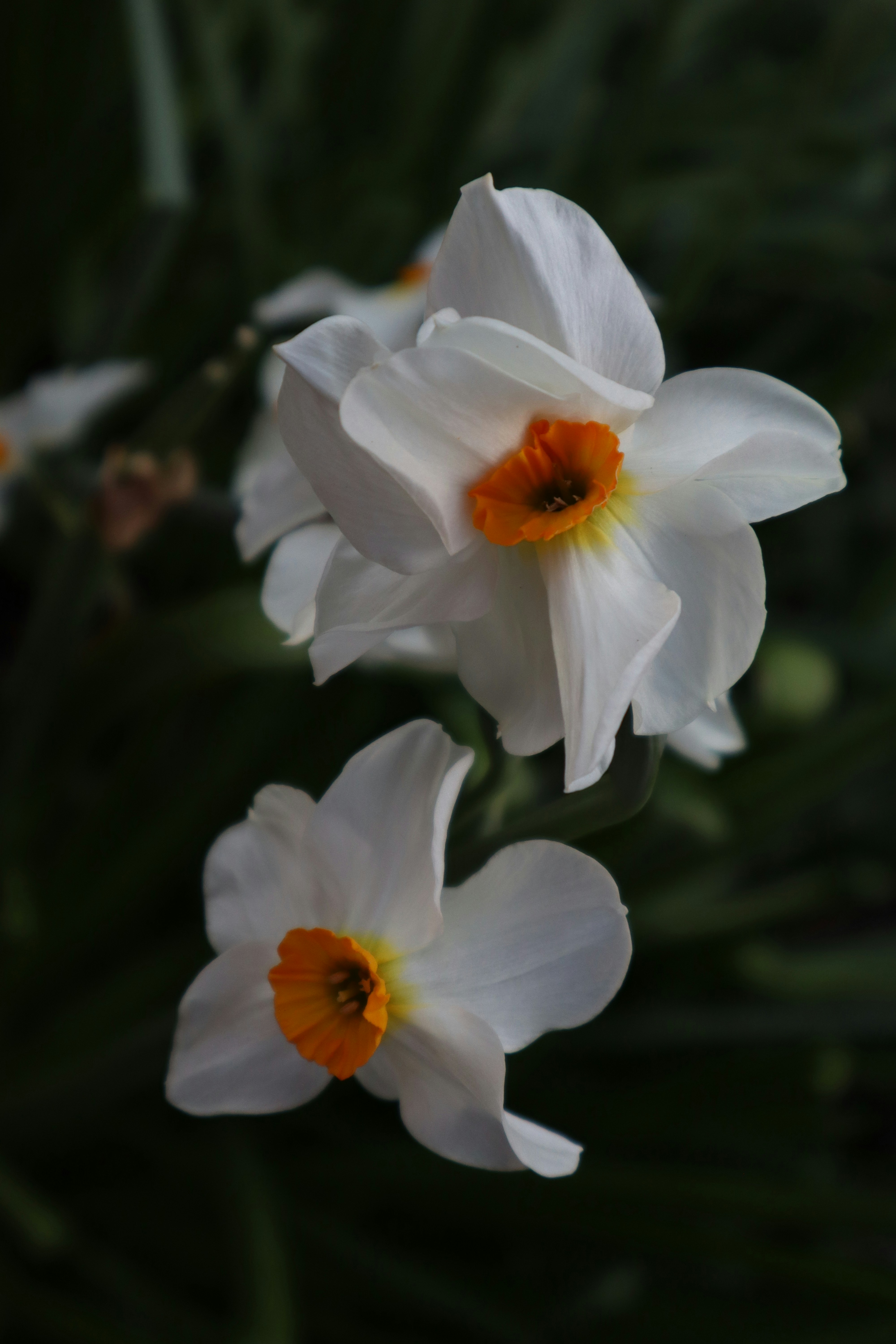 White blooms with orange centers break through a shadowed garden