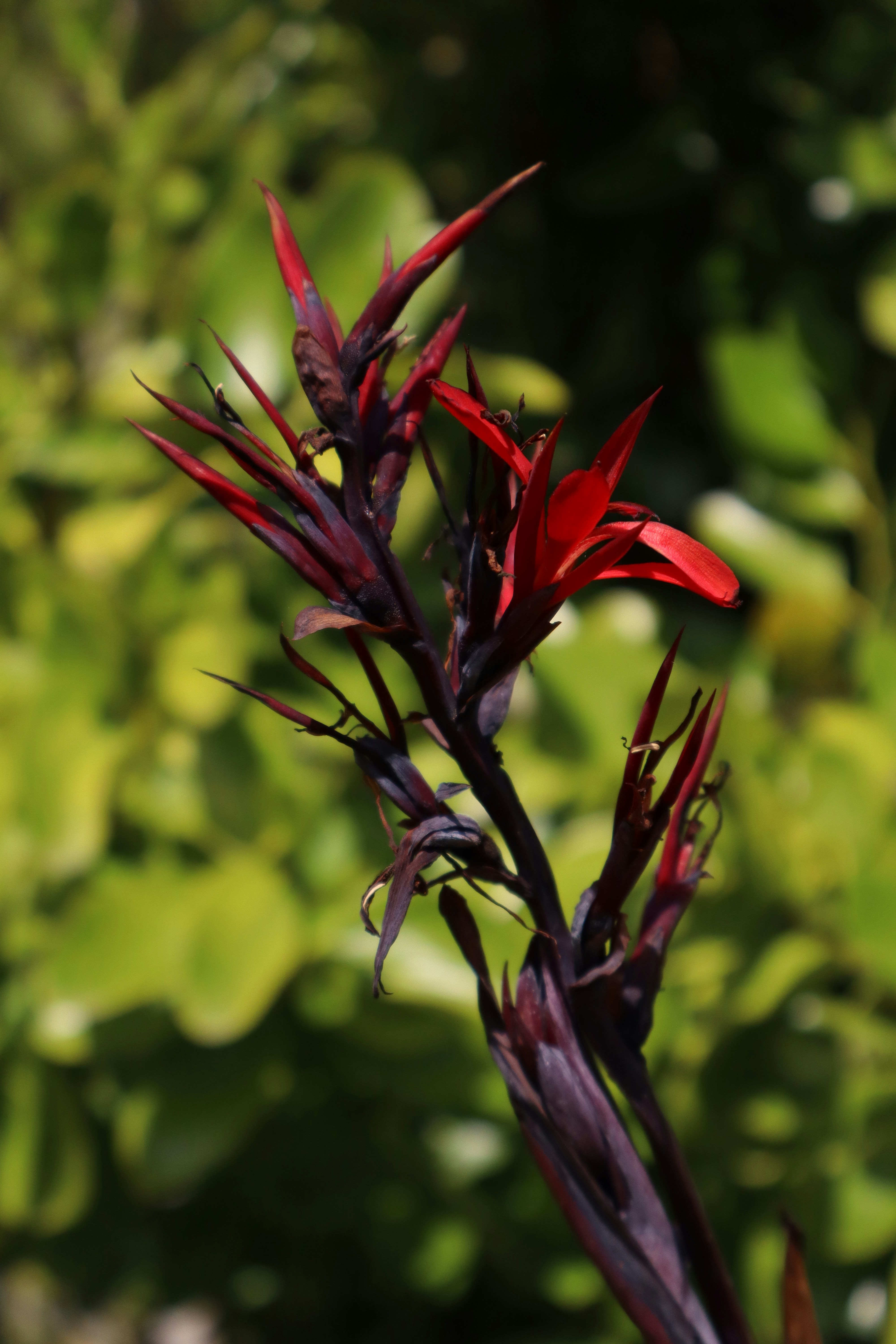 Crimson Spike: A Close-Up of Bold Red Stamen Against Soft Green Backdrop