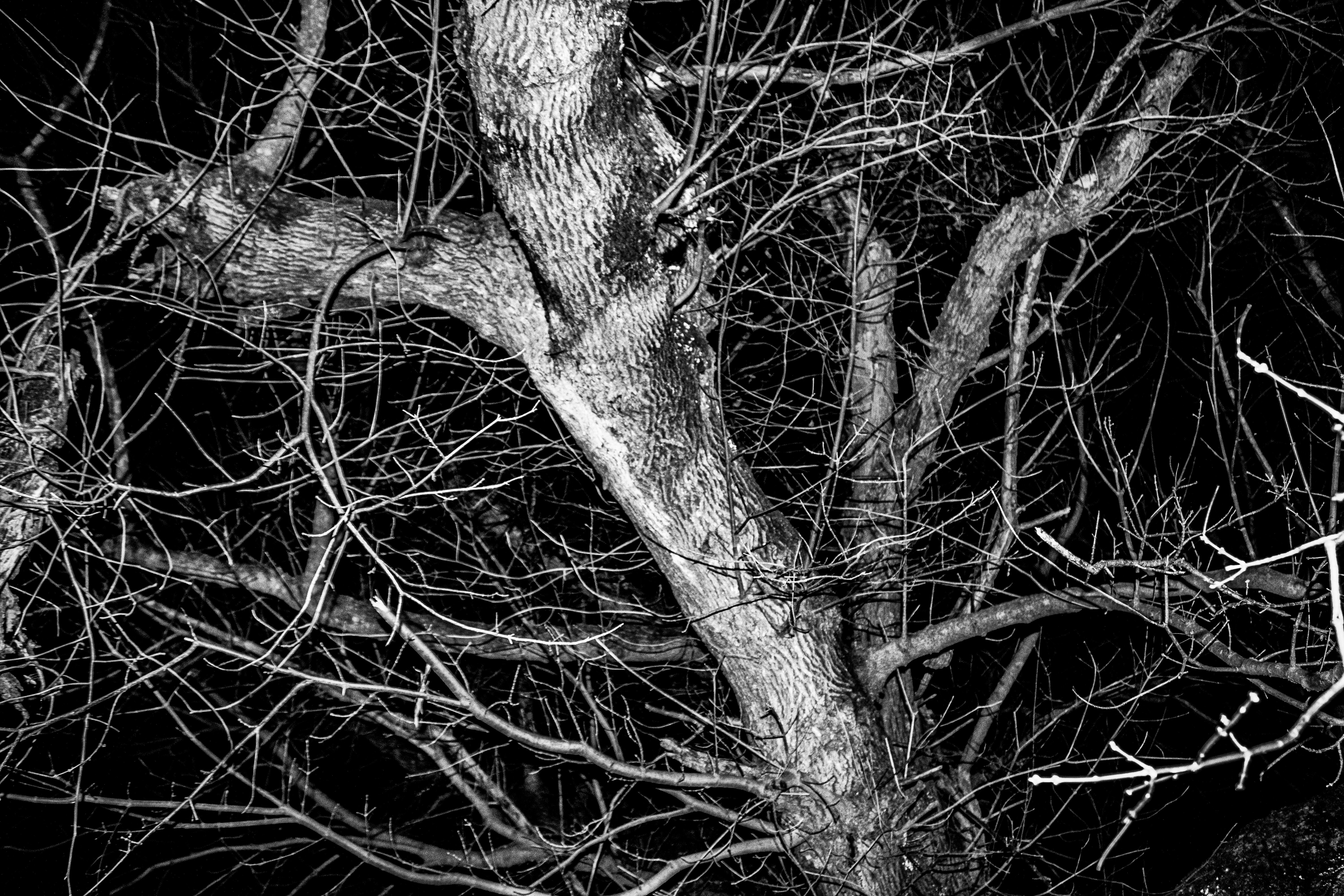 Bare tree branches against a dark night sky photo – Free Texture Image ...