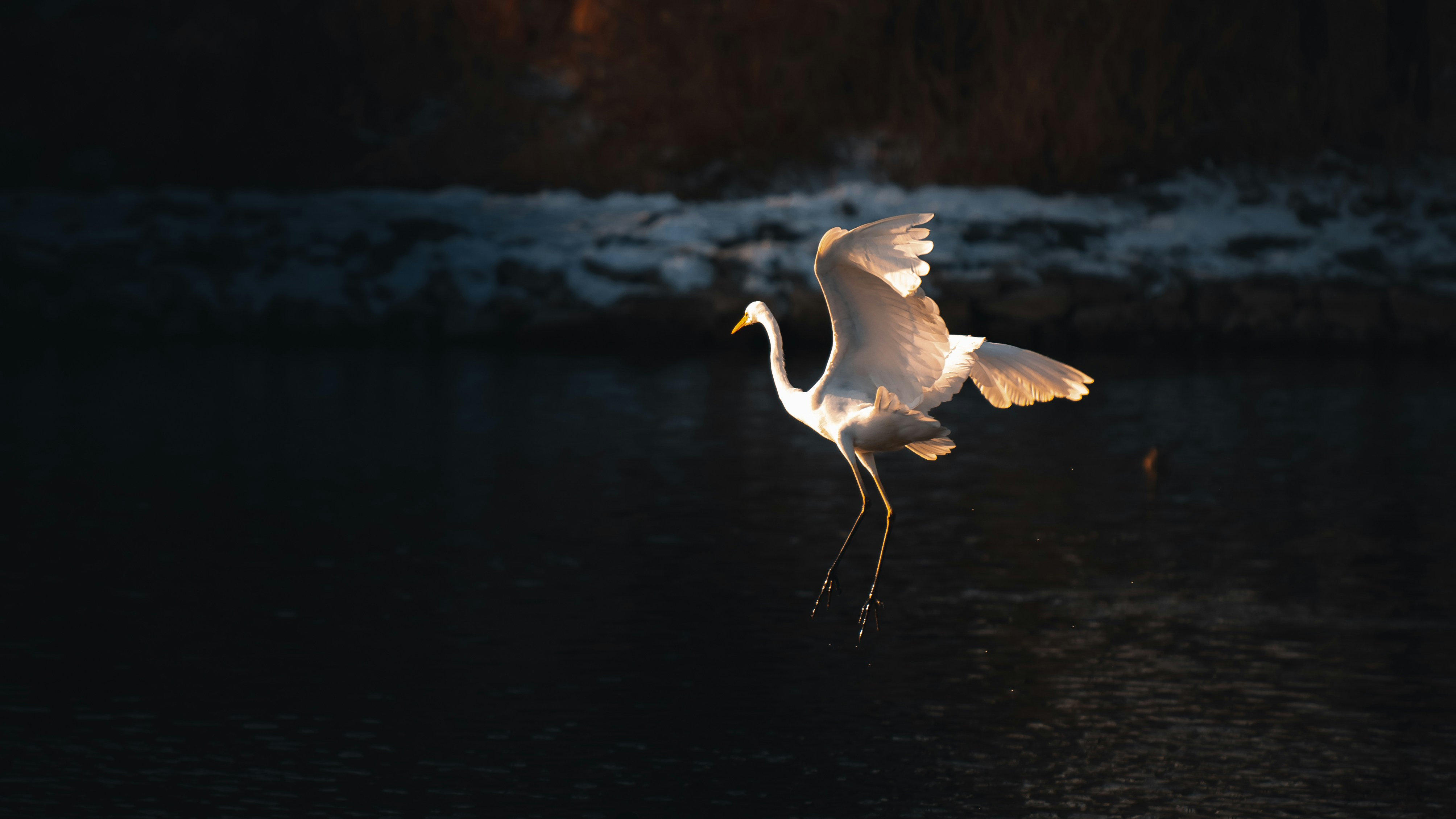 Silhouette of a White Heron Lifting into a Shimmering Evening
