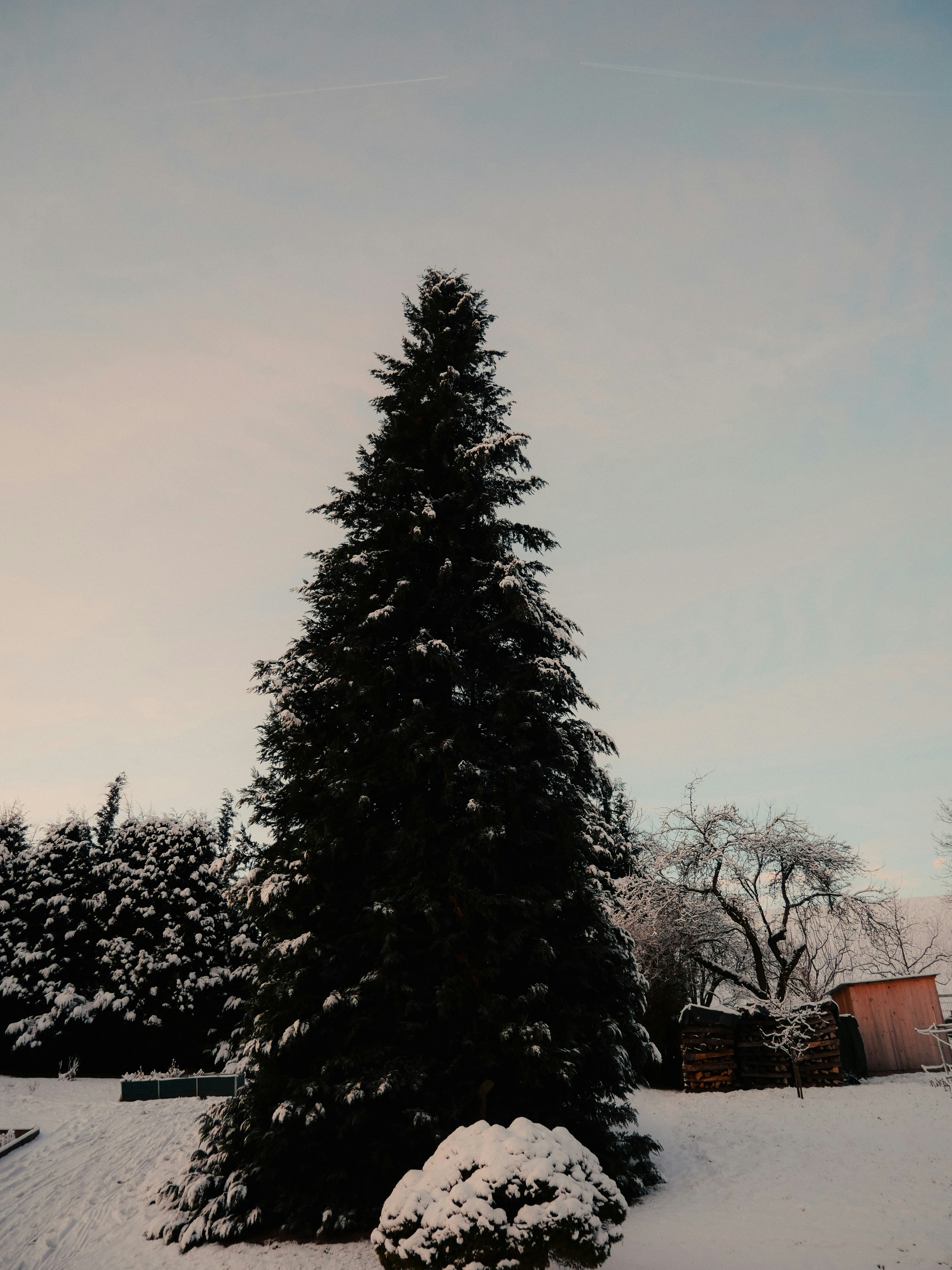 Snow-Blanketed Lone Fir Under a Soft Winter Sky
