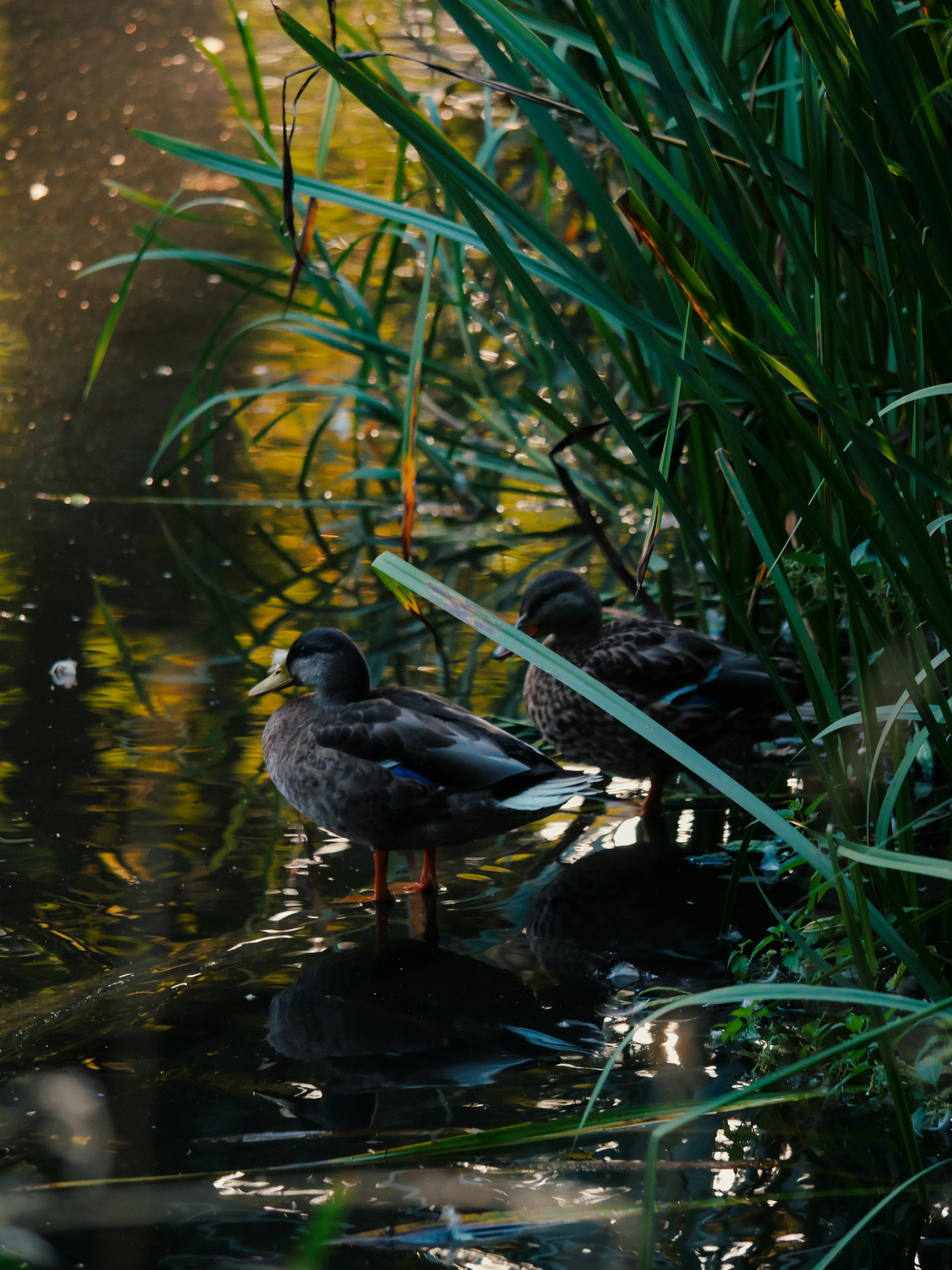 Quiet Pond Portrait: Duck Pair Amid Reeds at Dusk