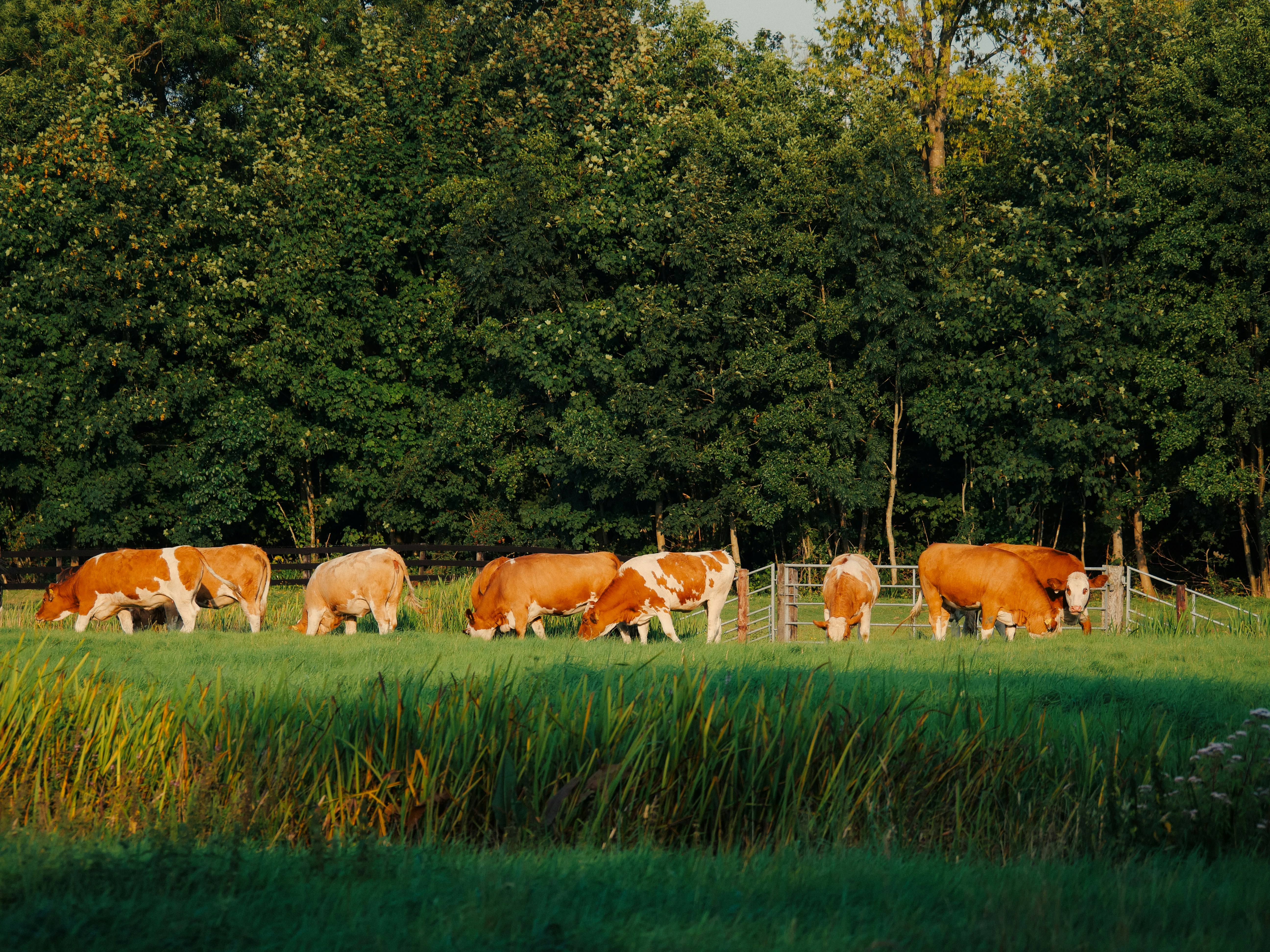 Pasture Parade: Cattle Grazing Under a Shaded Dune of Trees