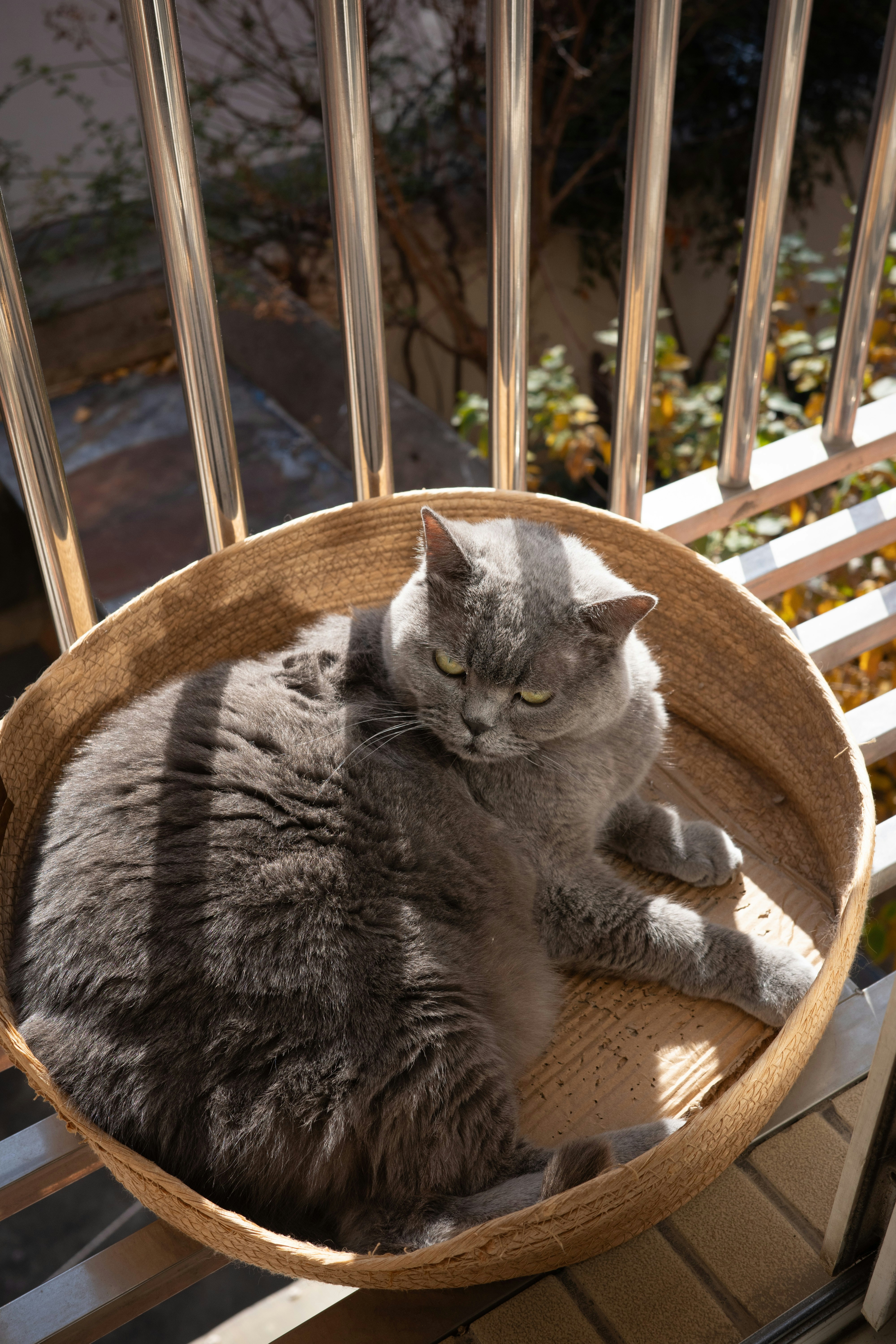 Cozy Grey Guardian Nestled in a Sunlit Basket
