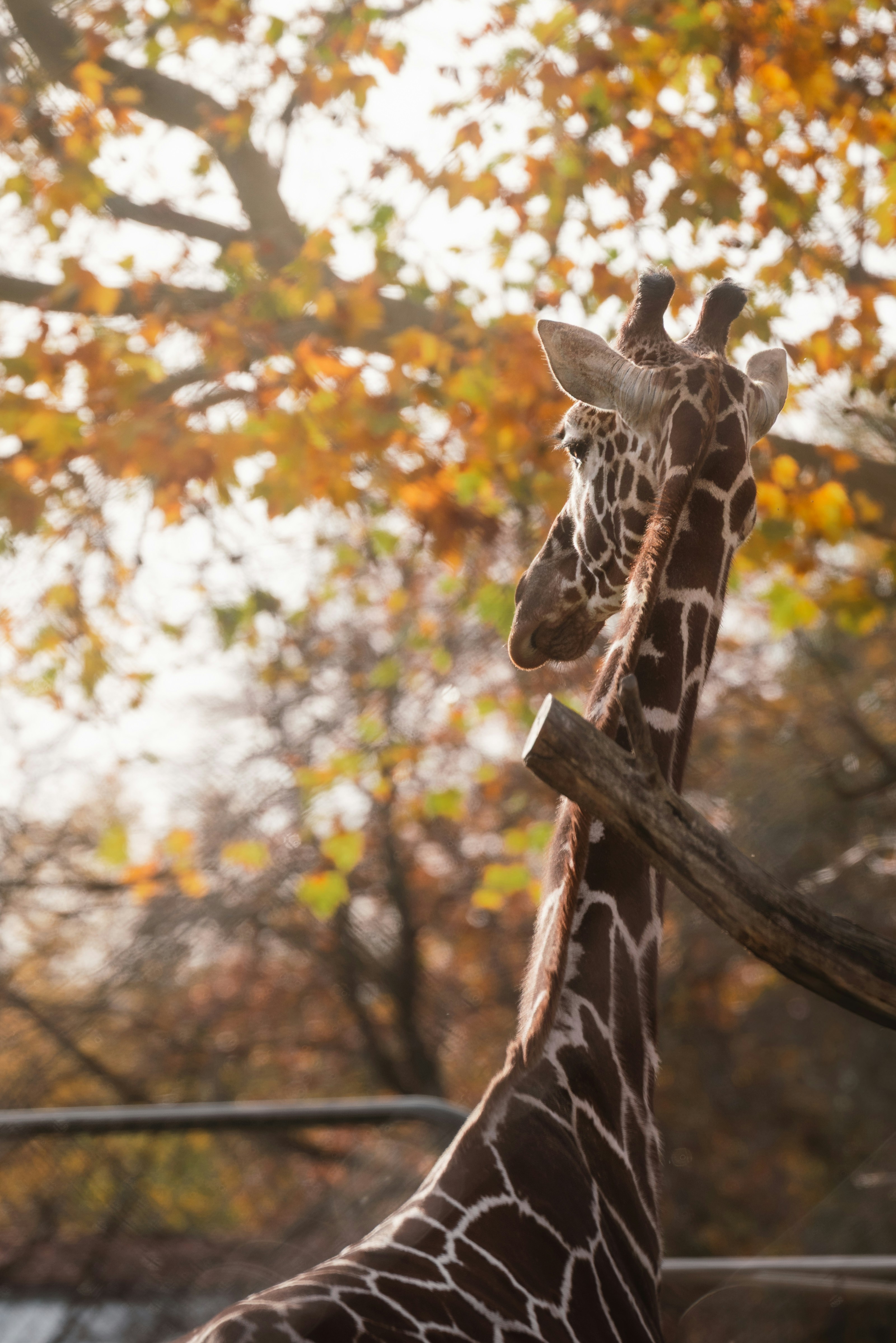 Giraffe in Autumn Light: A Long Neck Silhouette Against a Foliage Golden Hour