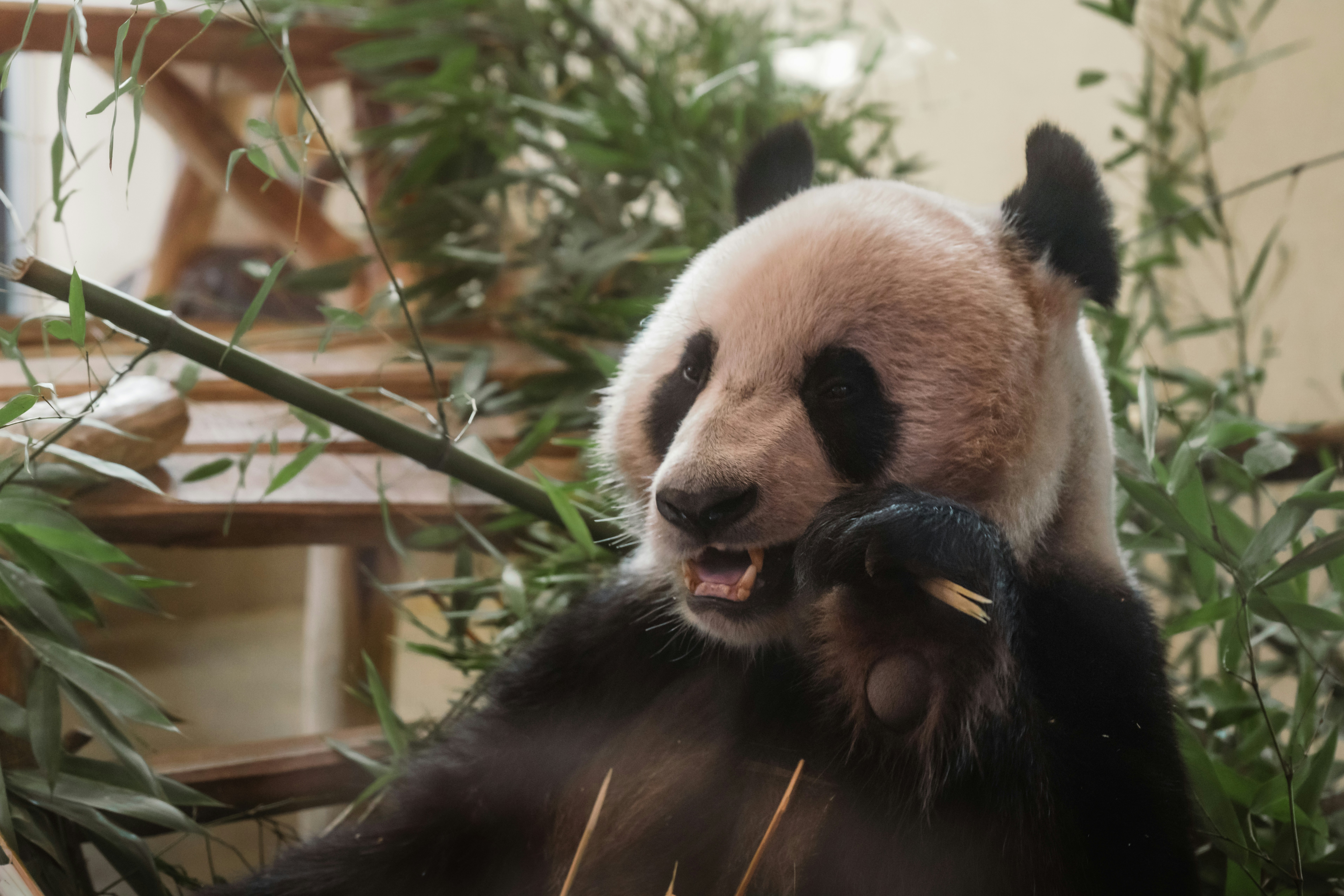 Gentle Giant: Panda at Rest Among Bamboo