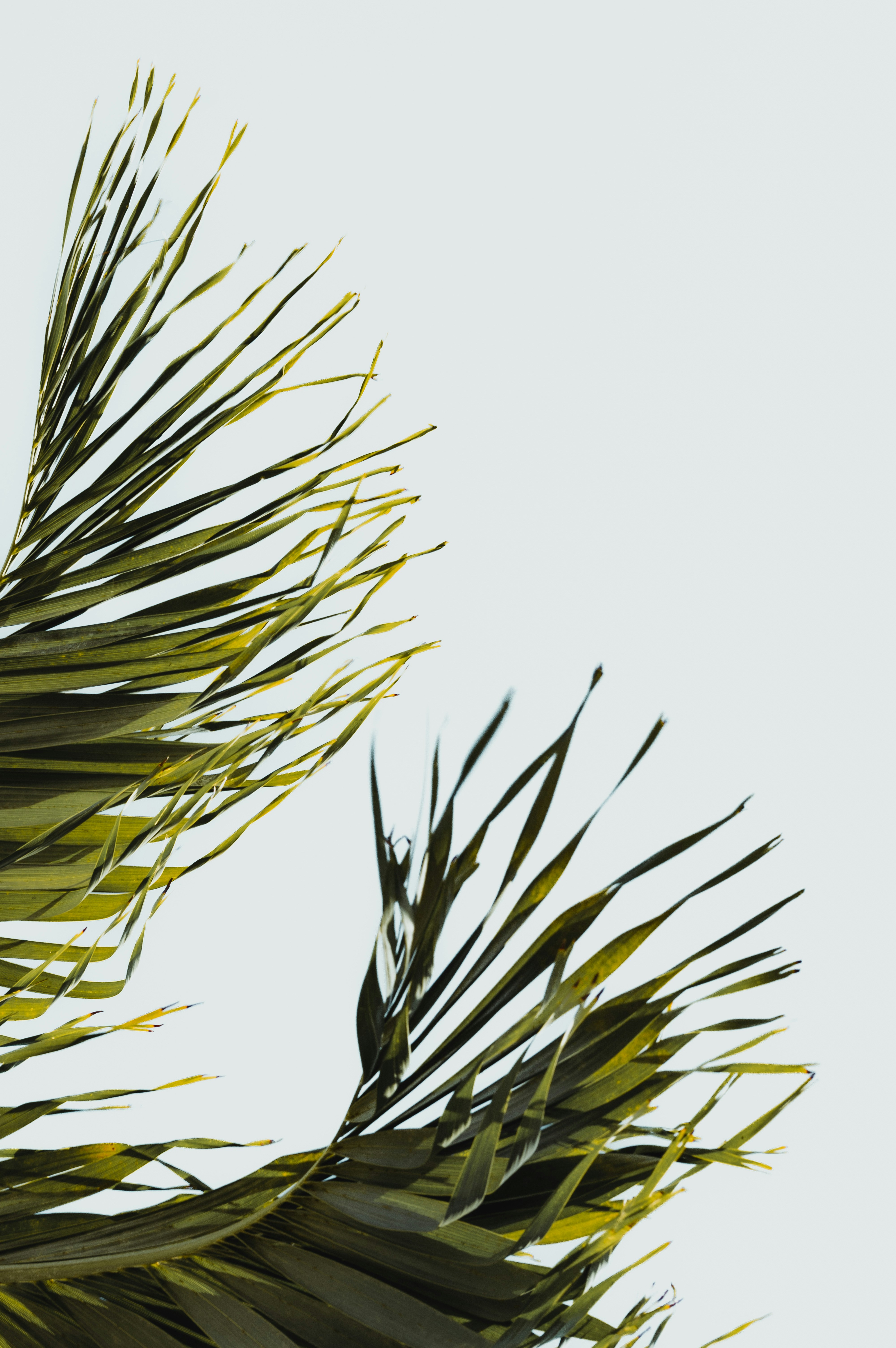 Palm Fronds in a Minimal Sky