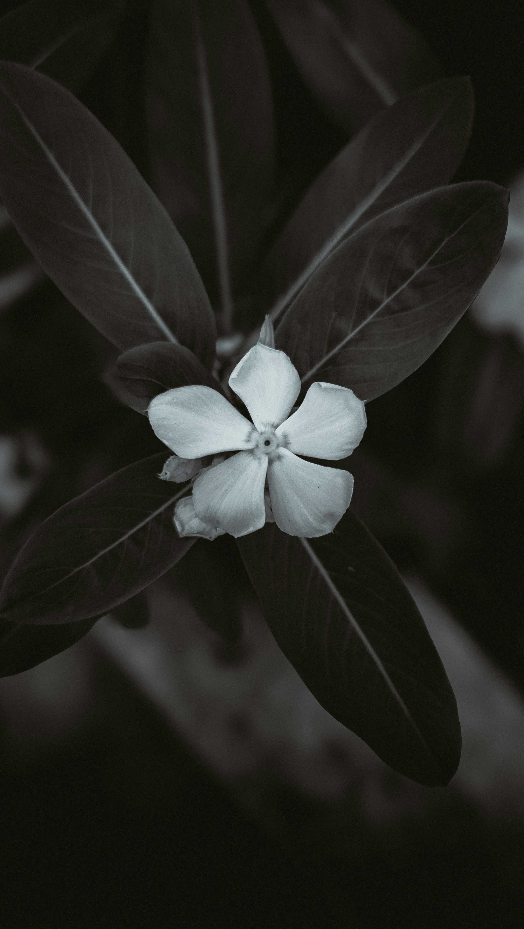 Monochrome Bloom: A Central White Petal in Quiet Focus