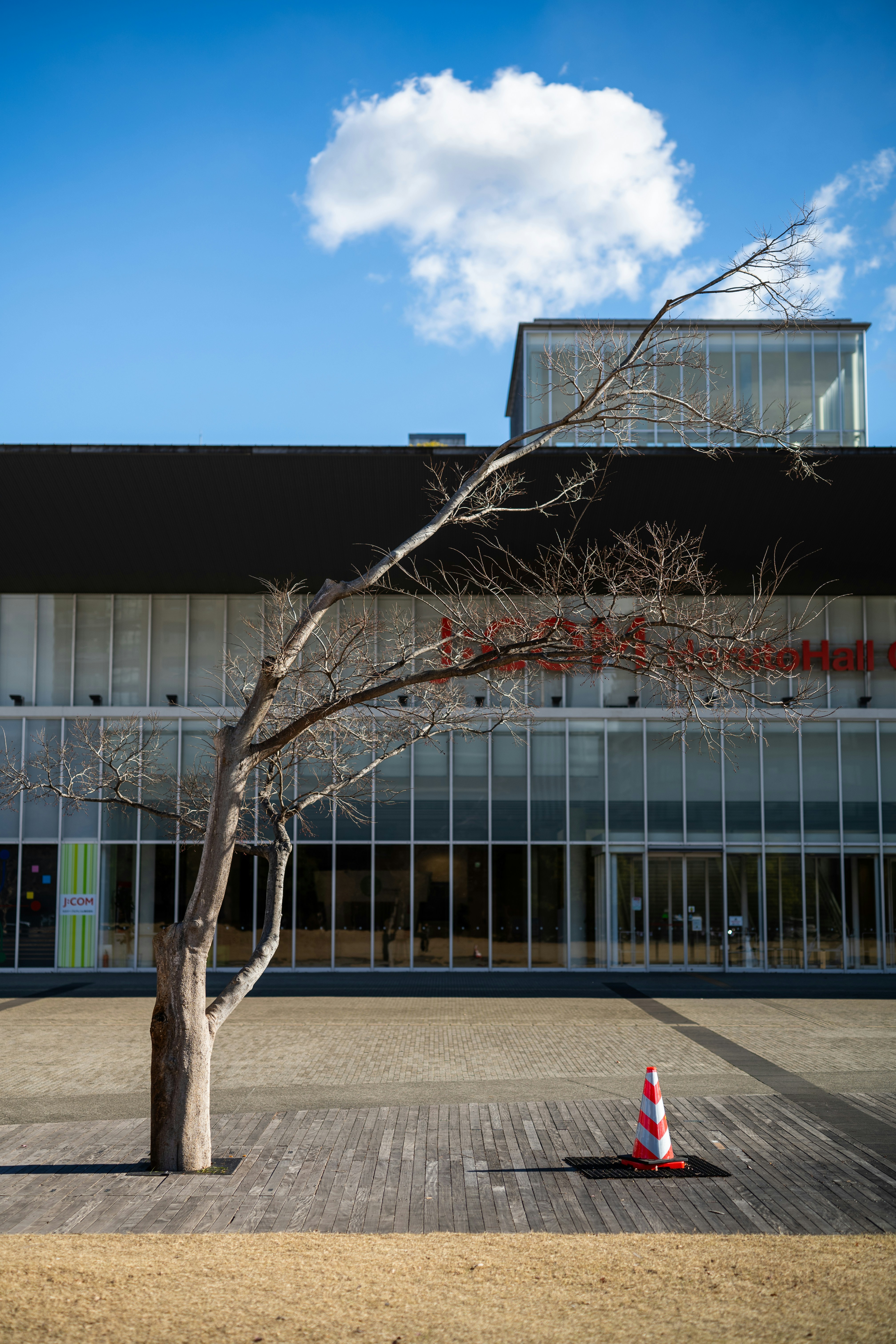 Winter Tree in Front of Modern Glass Hall