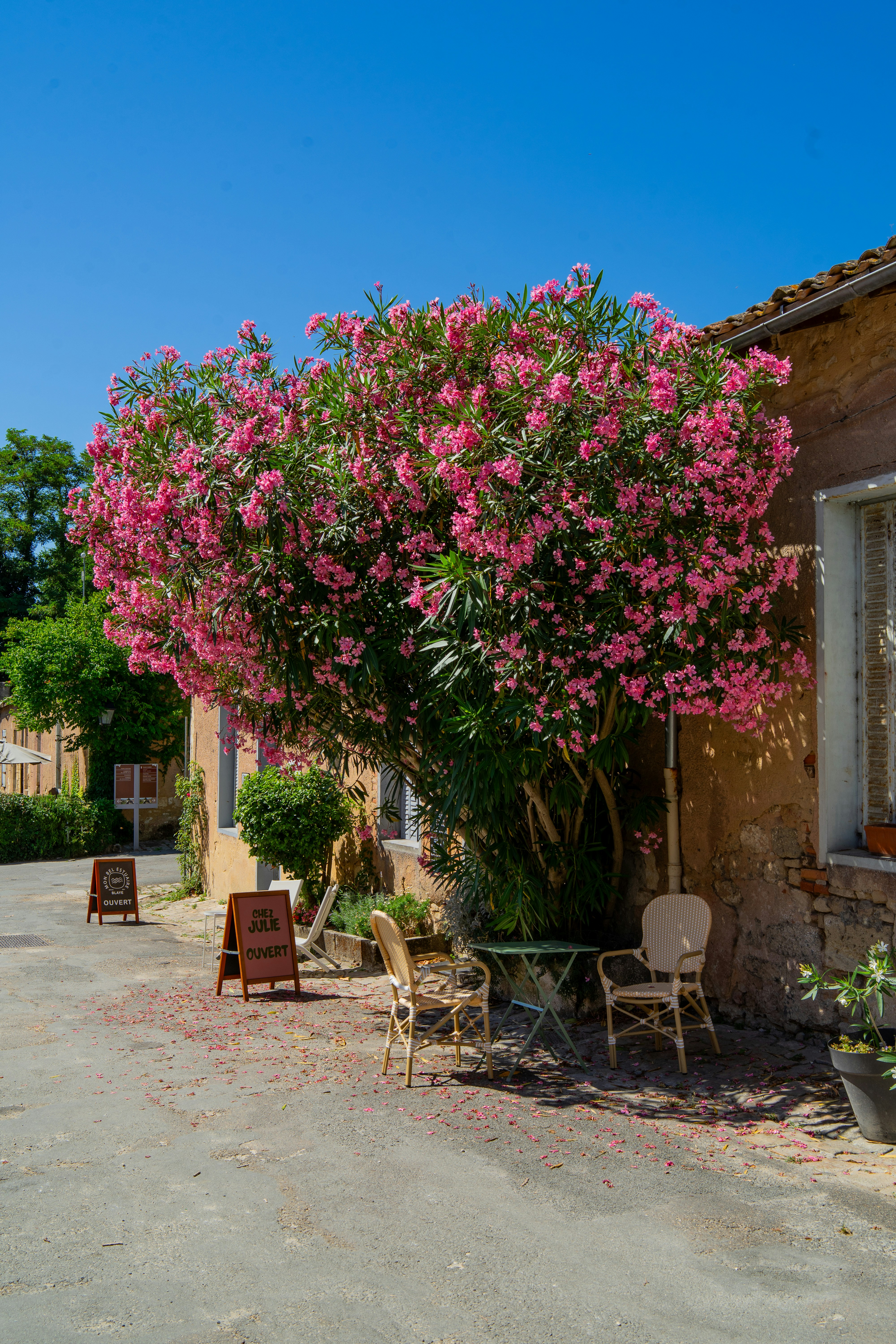 Pink Florals Over a Sunlit Courtyard Cafe