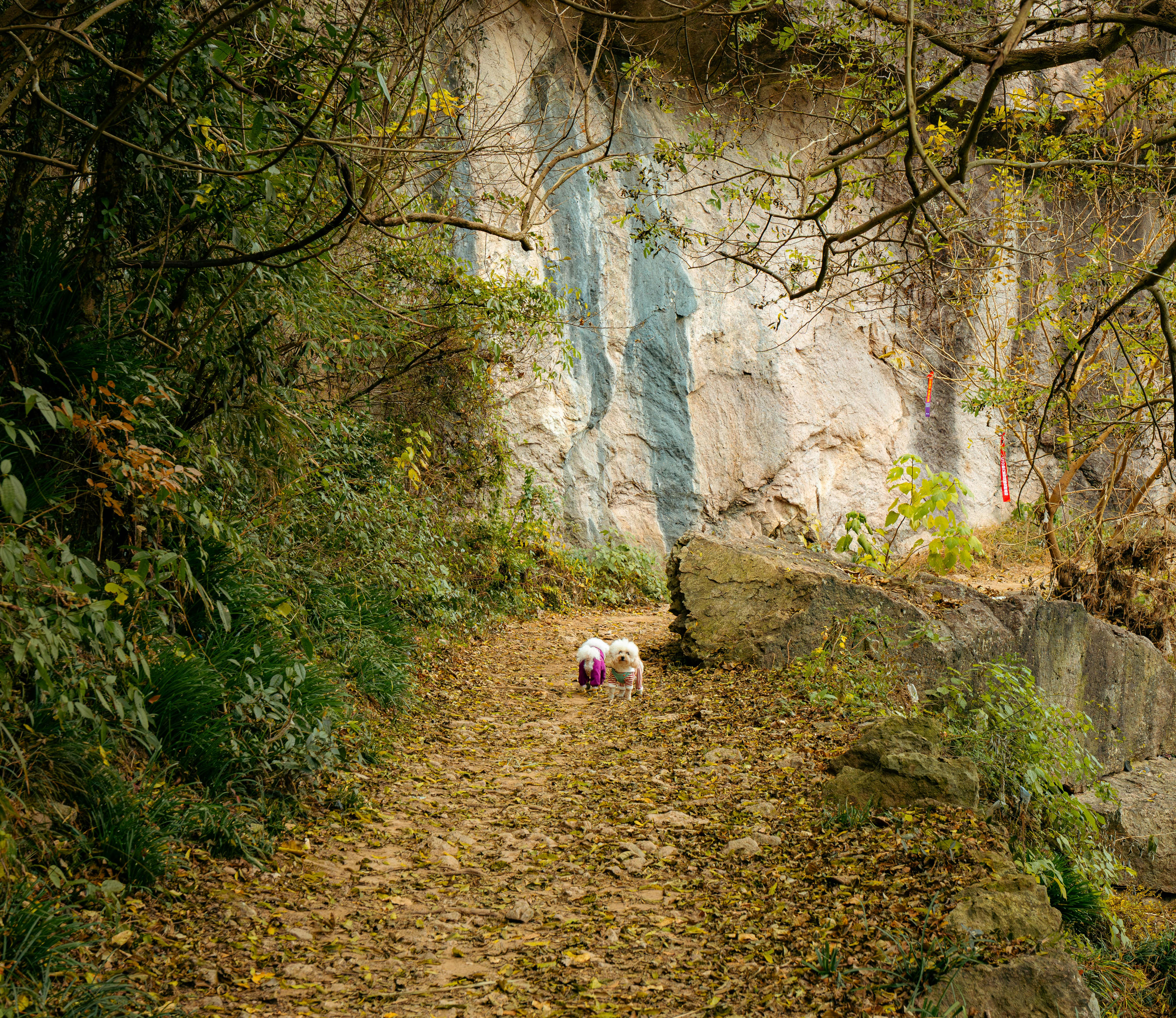 Photo by Declan Sun with Sony Alpha 7R V