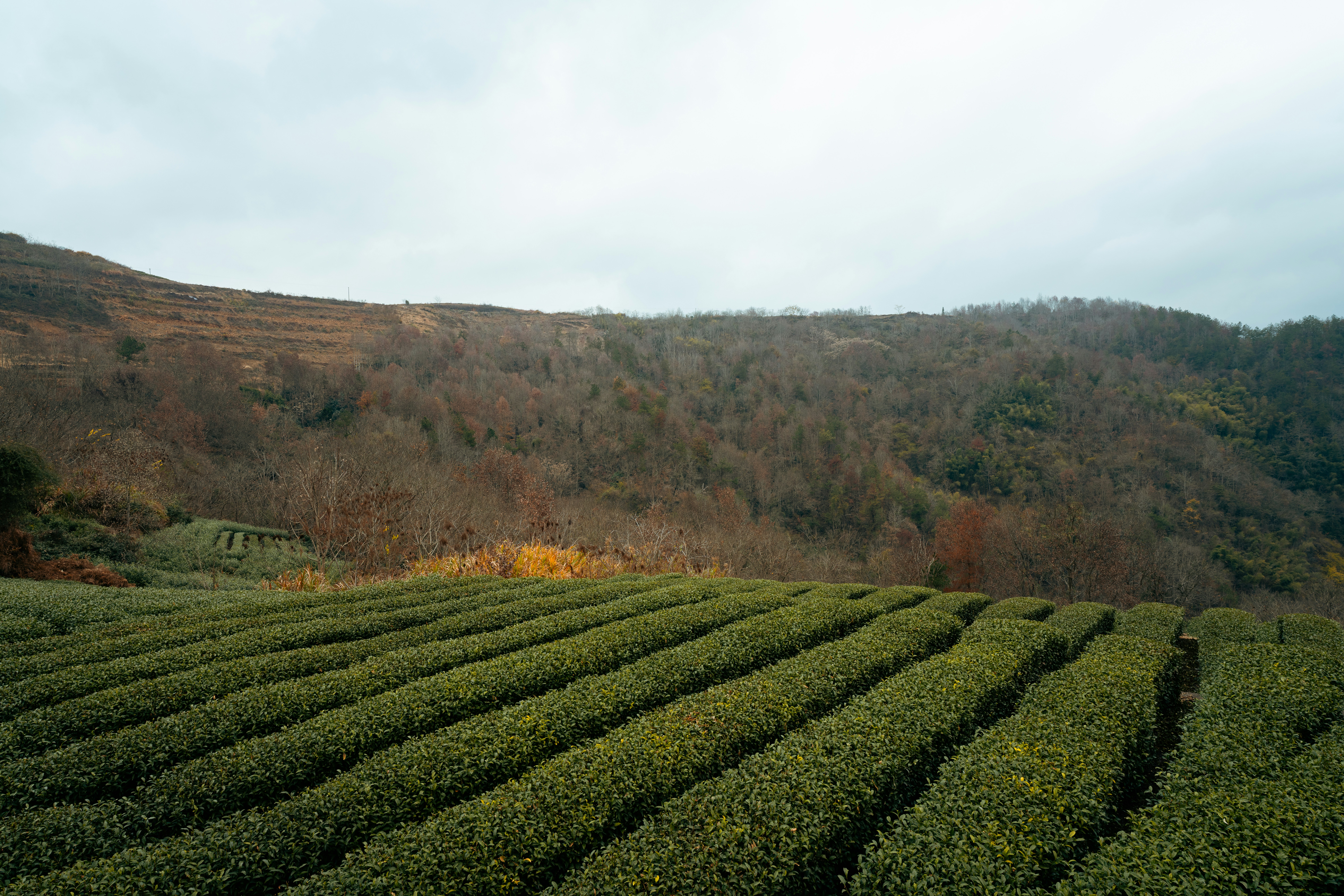 Terraced Tea Fields Receding Toward a Misty Hillside