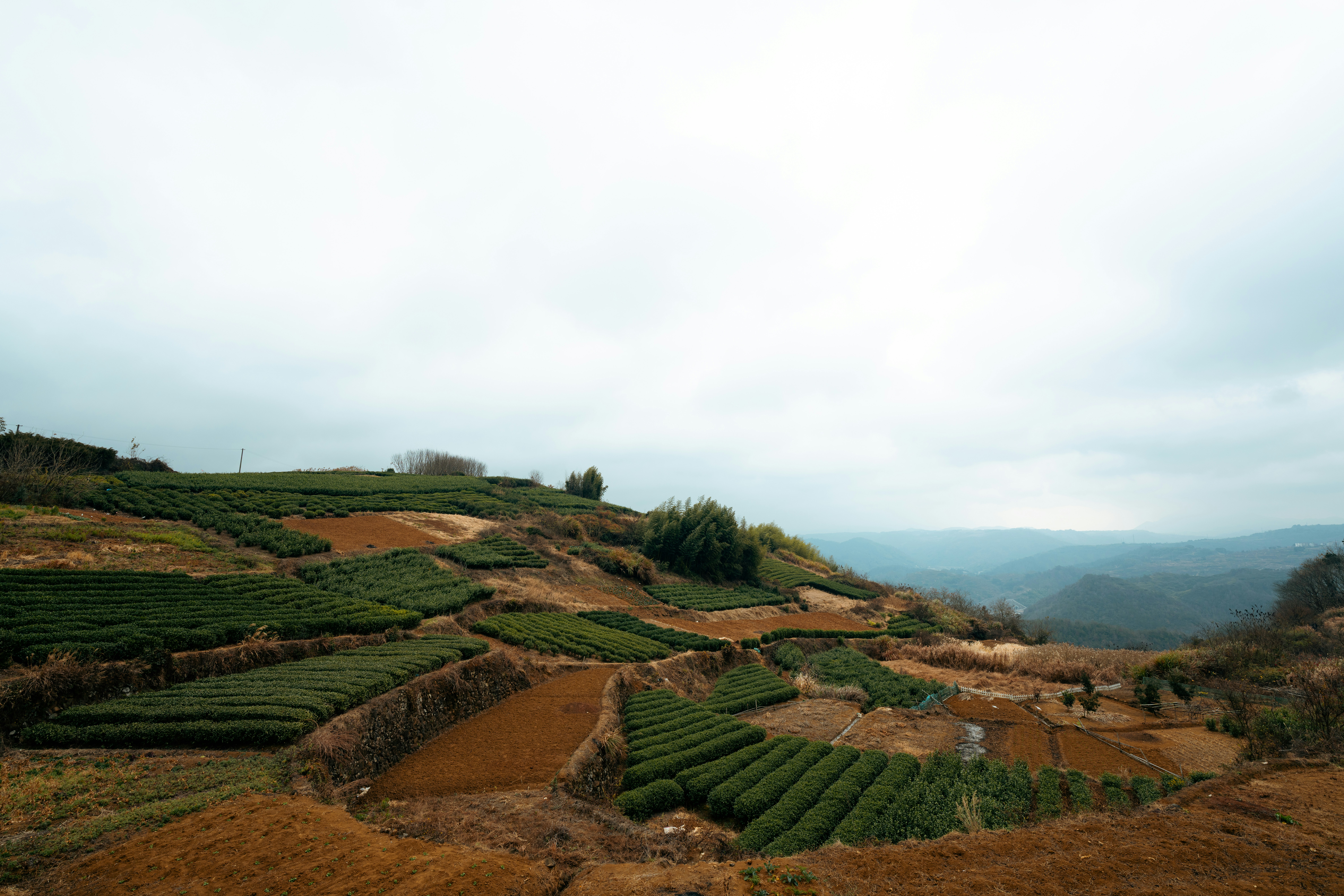 Terraced hillside fields under a pale sky