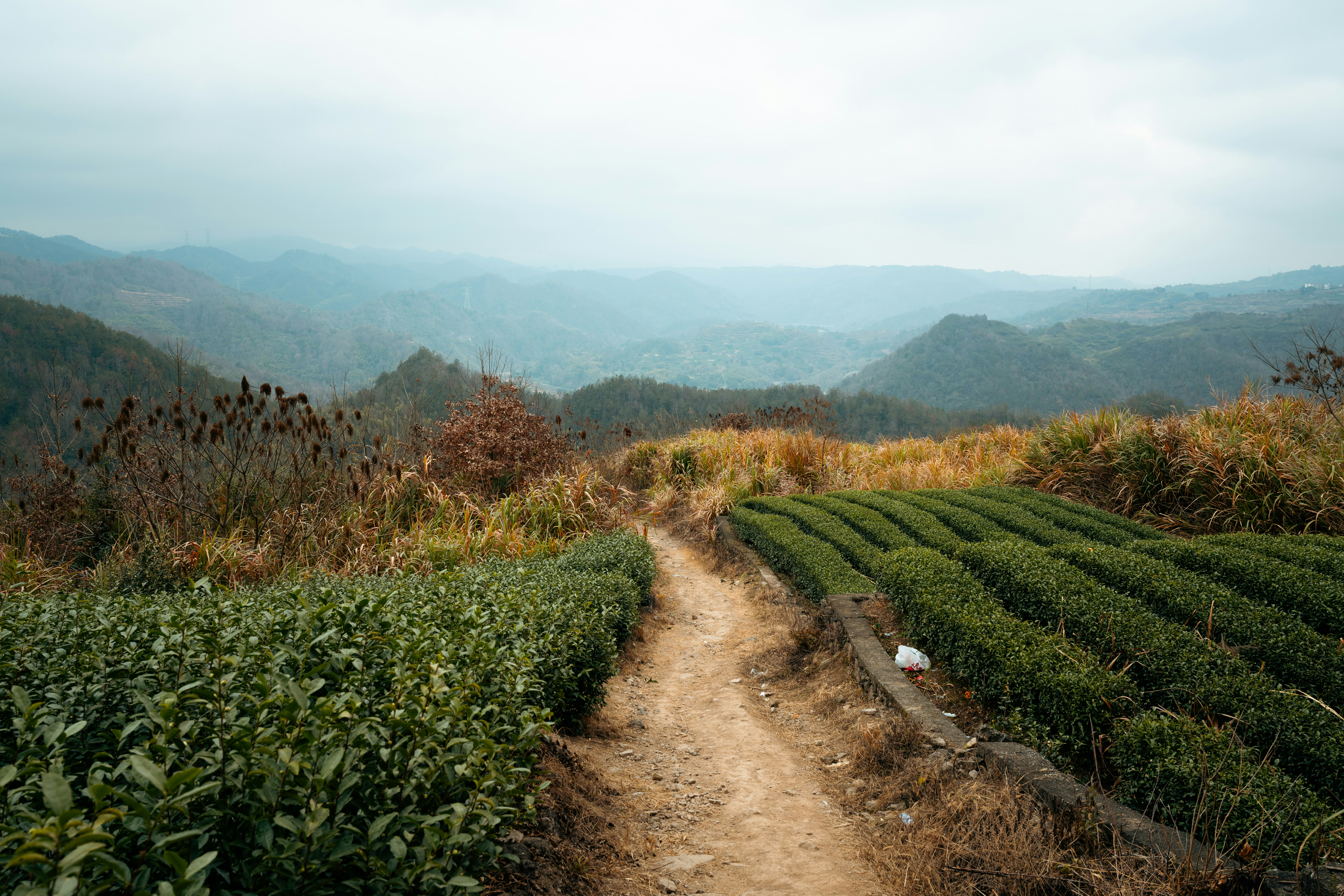 Photo by Declan Sun with Sony Alpha 7R V