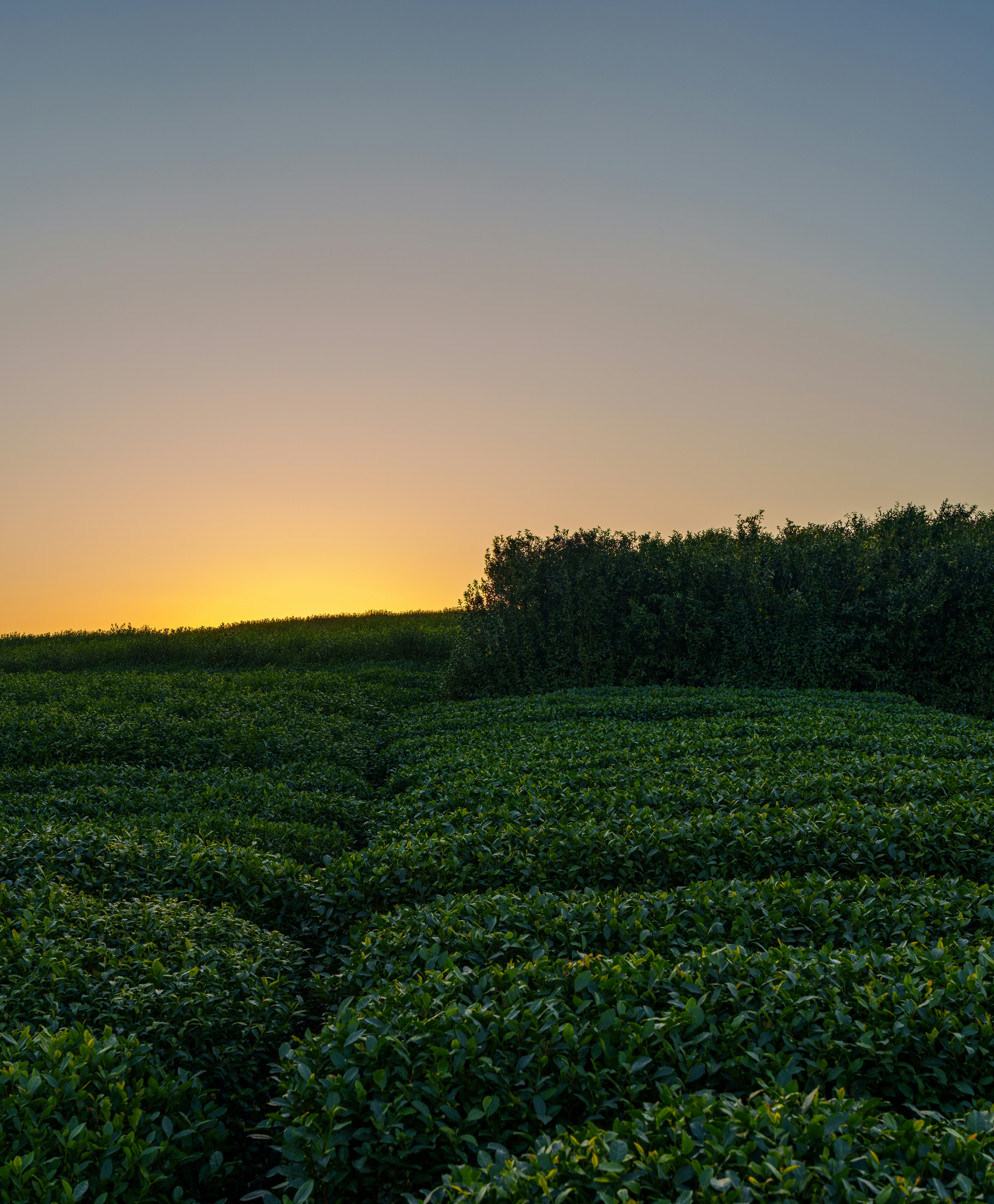 Photo by Declan Sun with Sony Alpha 7R V