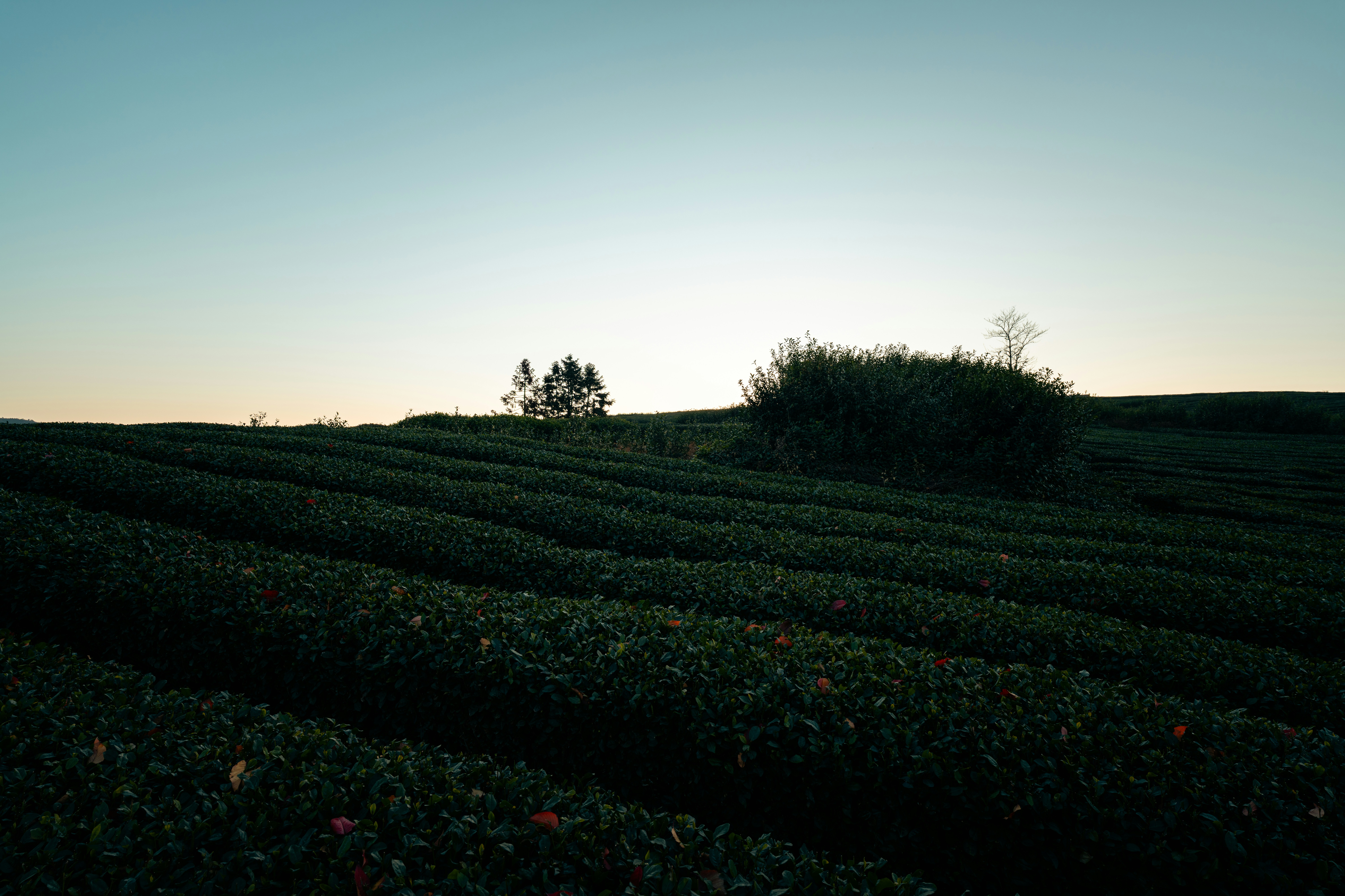 Photo by Declan Sun with Sony Alpha 7R V