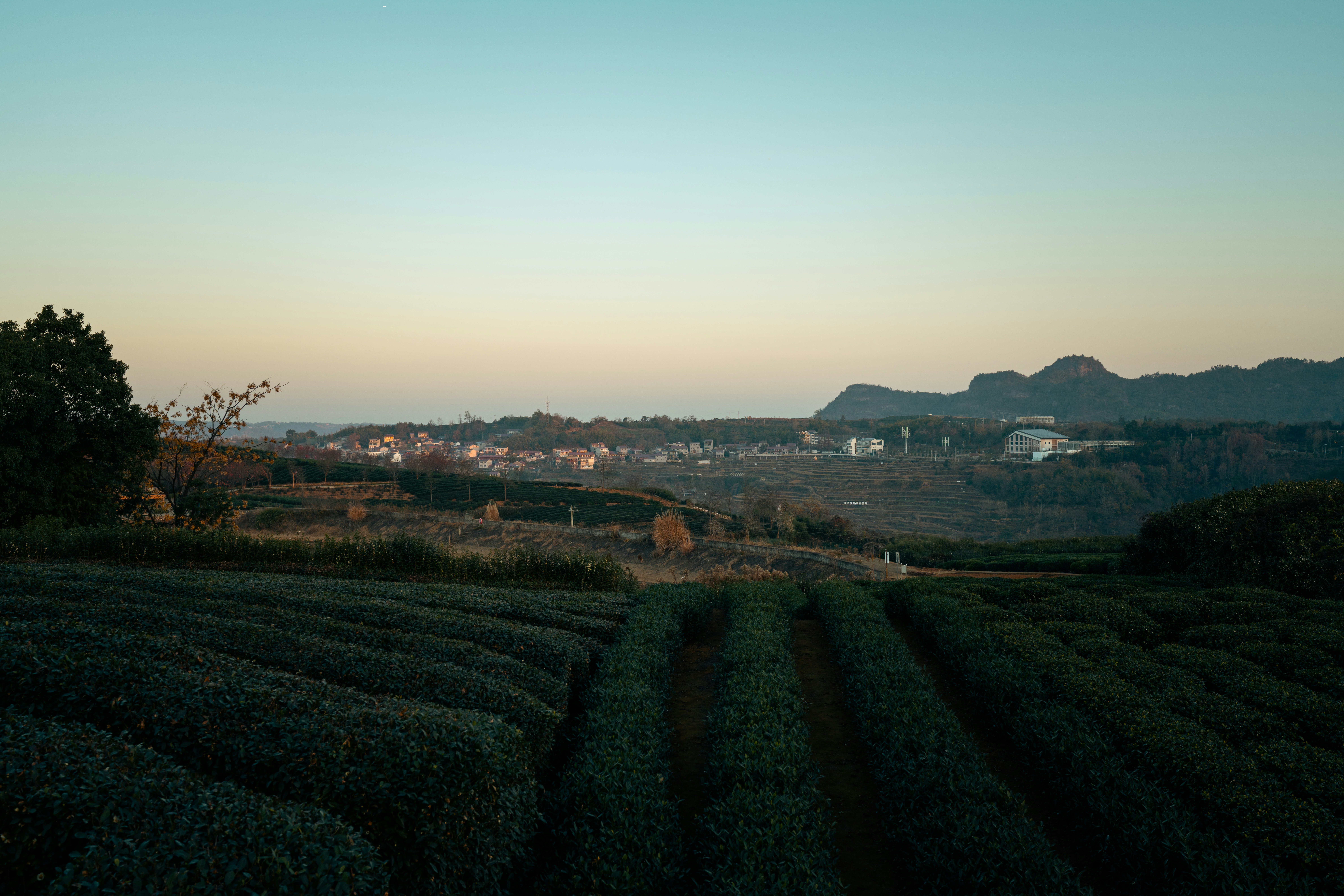 Horizon Orchard: Rows of Tea-like Greens Beneath a Quiet Coastal Sky
