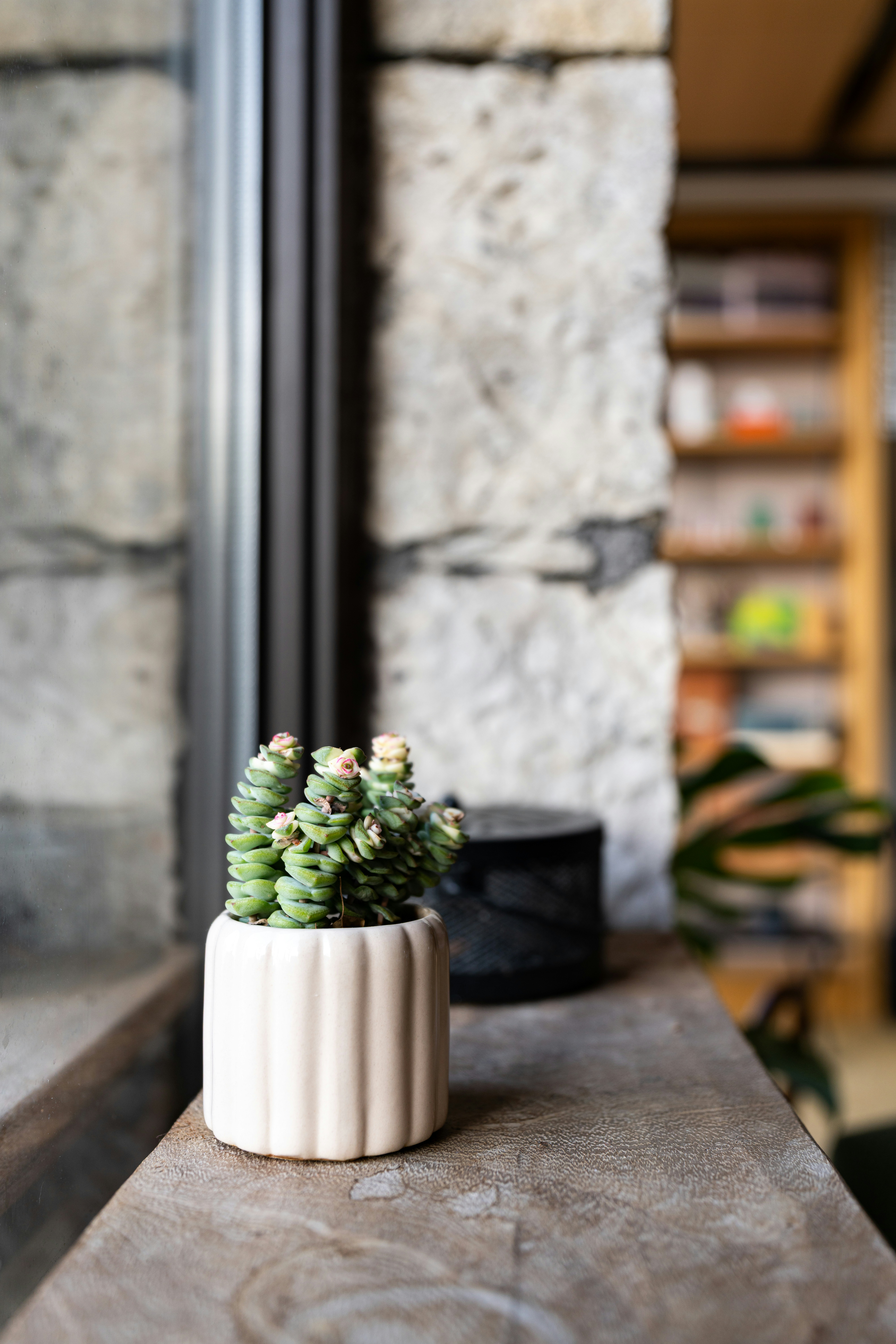 Low-Angle Tiny Garden: A Potted Succulent on a Stone Window Sill