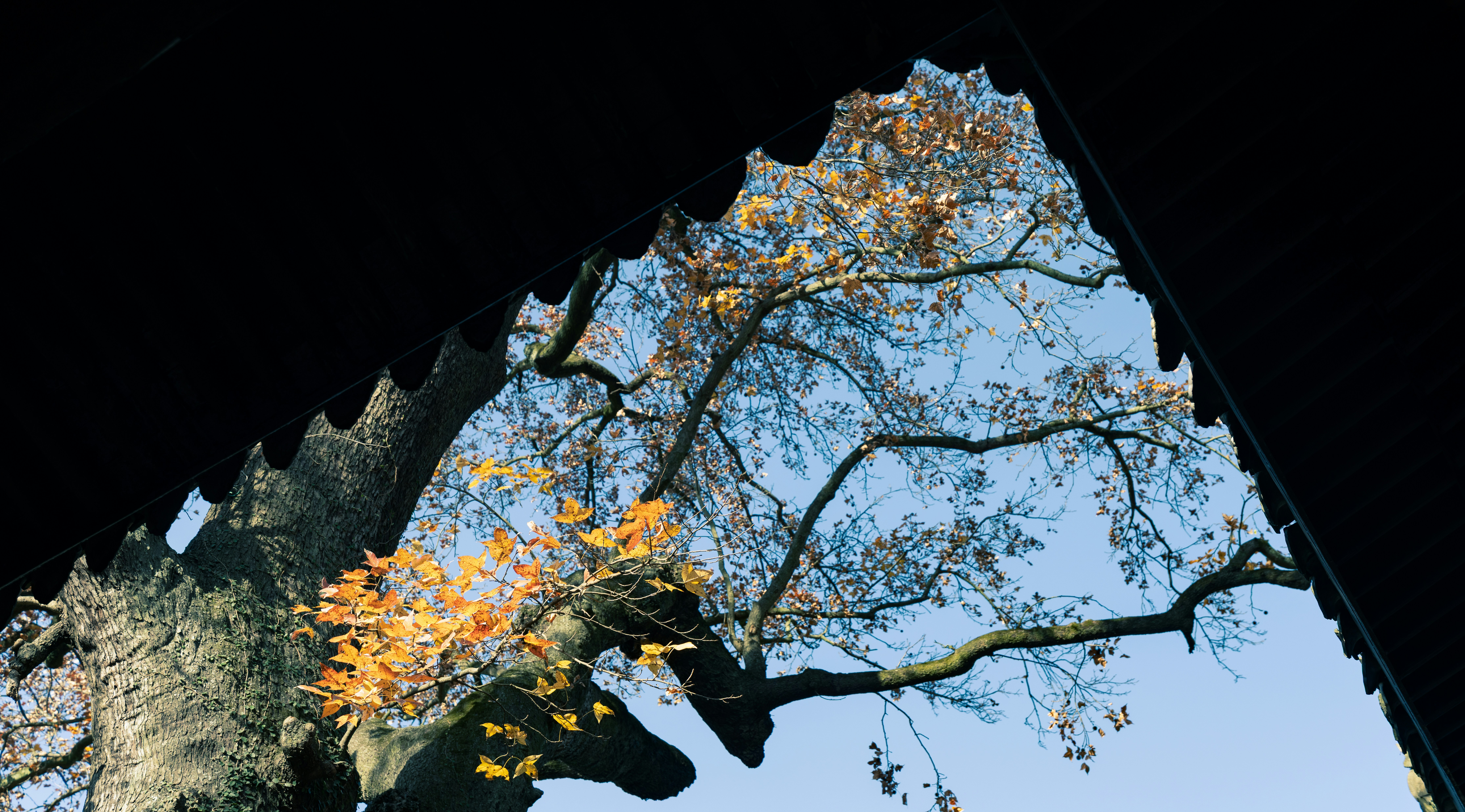 Photo by Declan Sun with Sony Alpha 7R V