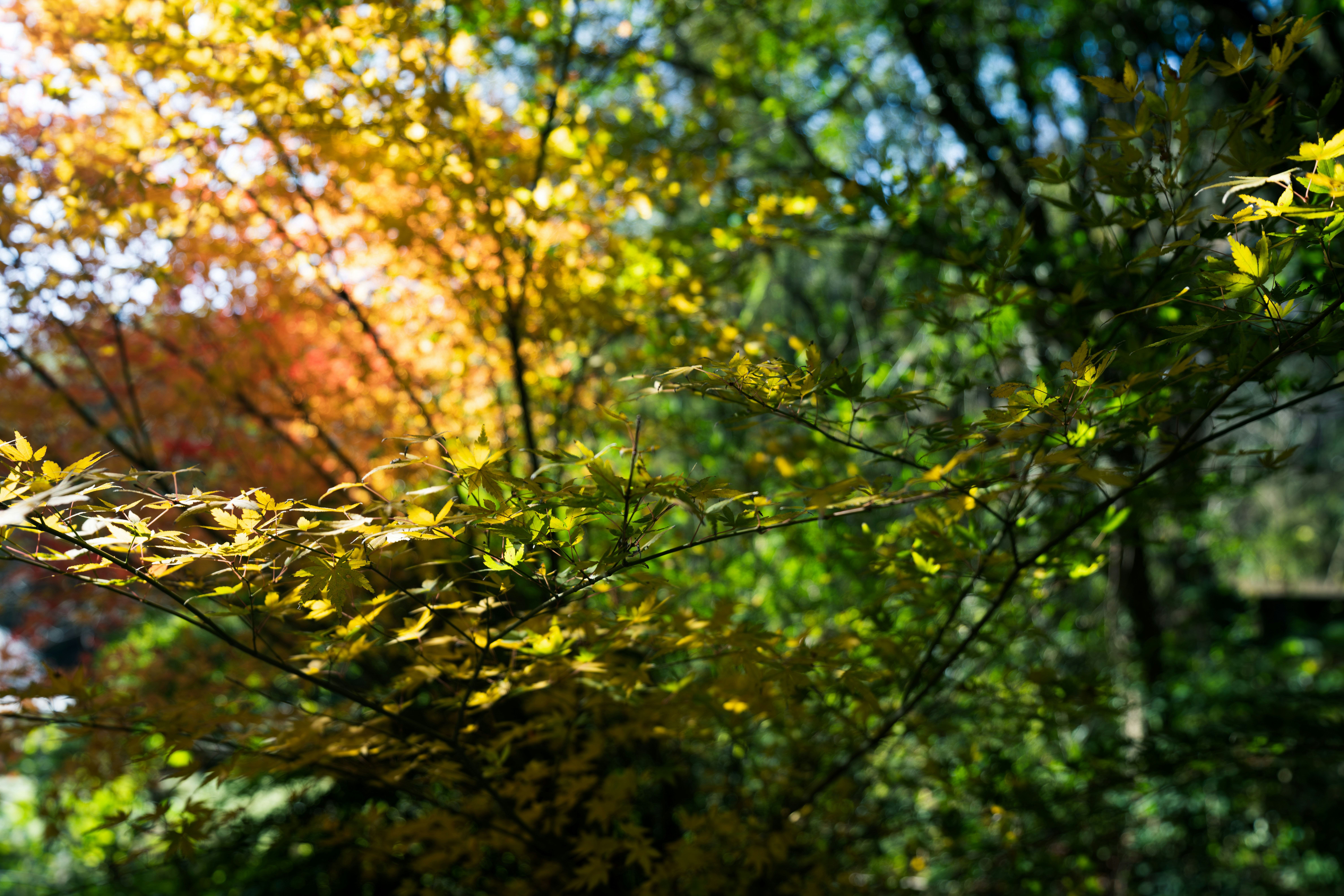 Photo by Declan Sun with Sony Alpha 7R V